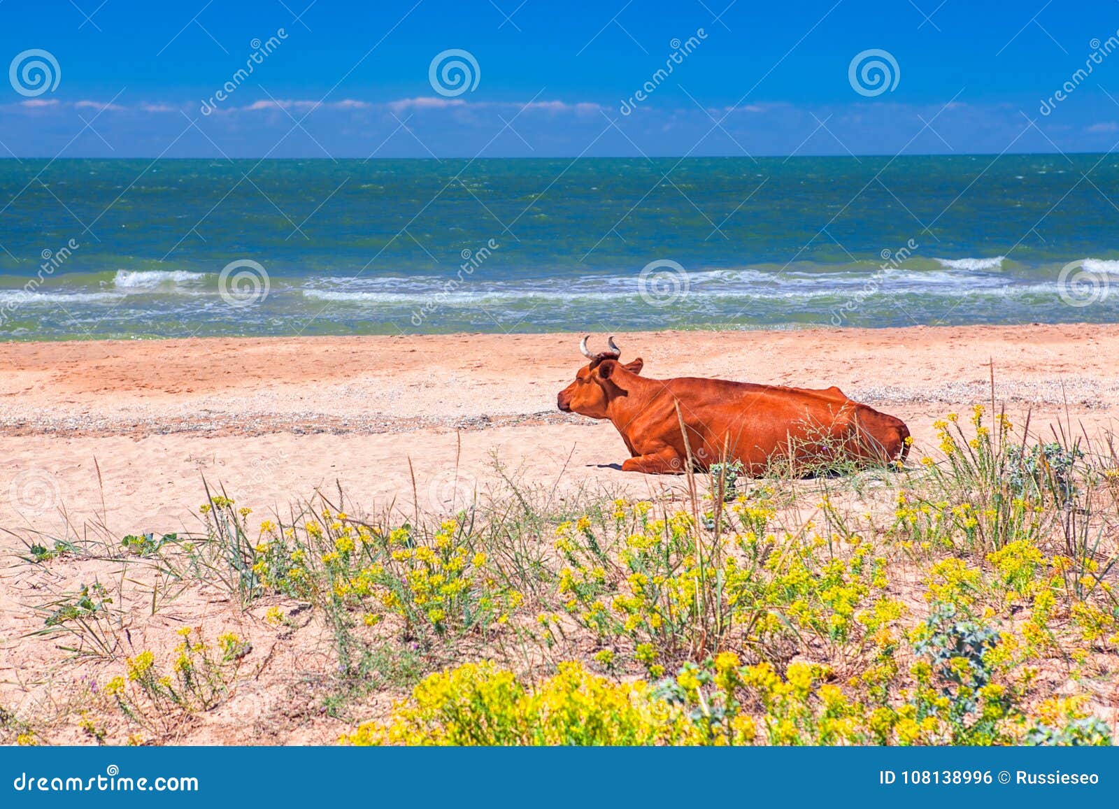 Cow on the sunny beach stock photo. Image of horizon - 108138996