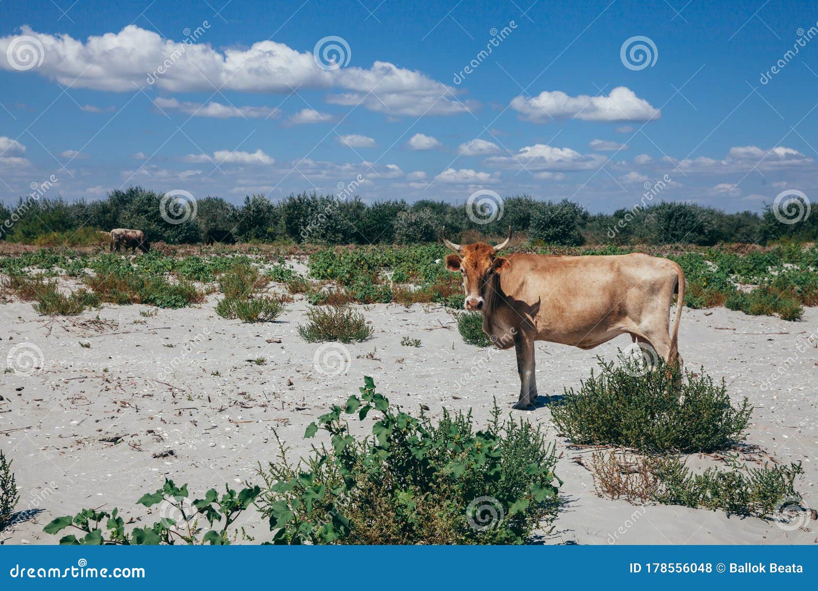 Cow in a Sunny Day at the Sea in the Sand Stock Photo - Image of ...