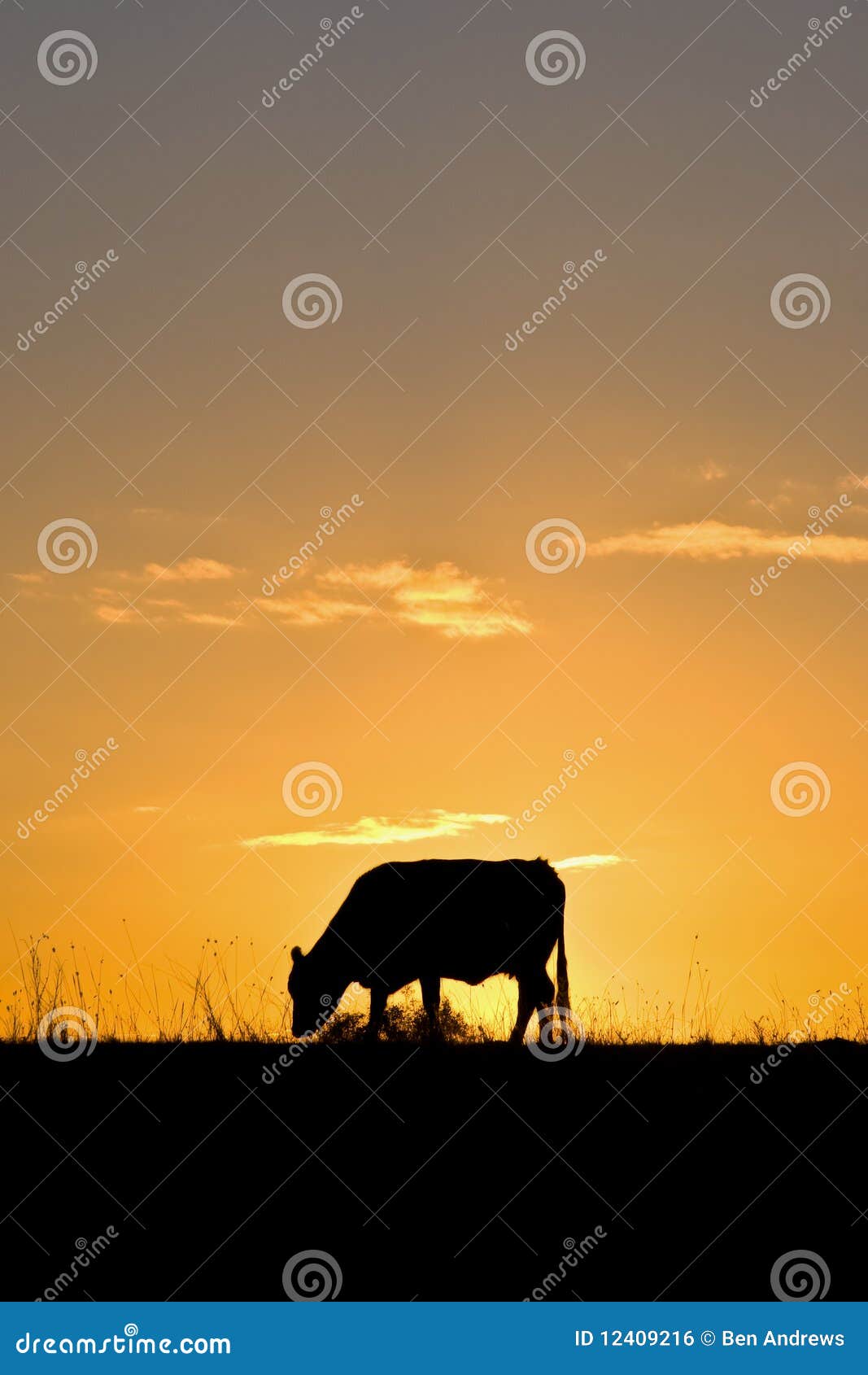 Cow at sunset stock photo. Image of sunset, sundown, silhouette - 12409216