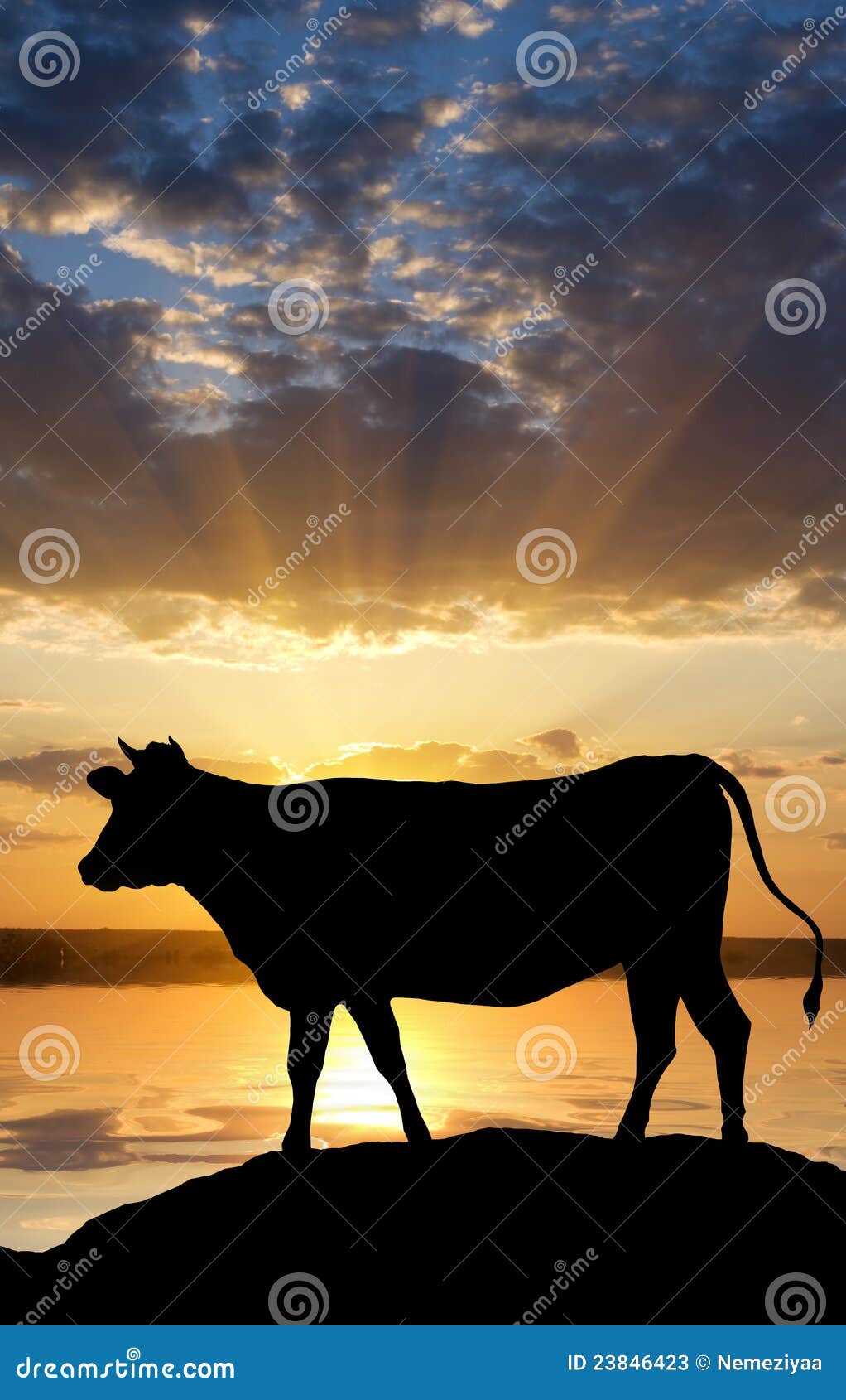Cow on sunset stock image. Image of idyllic, field, evening - 23846423