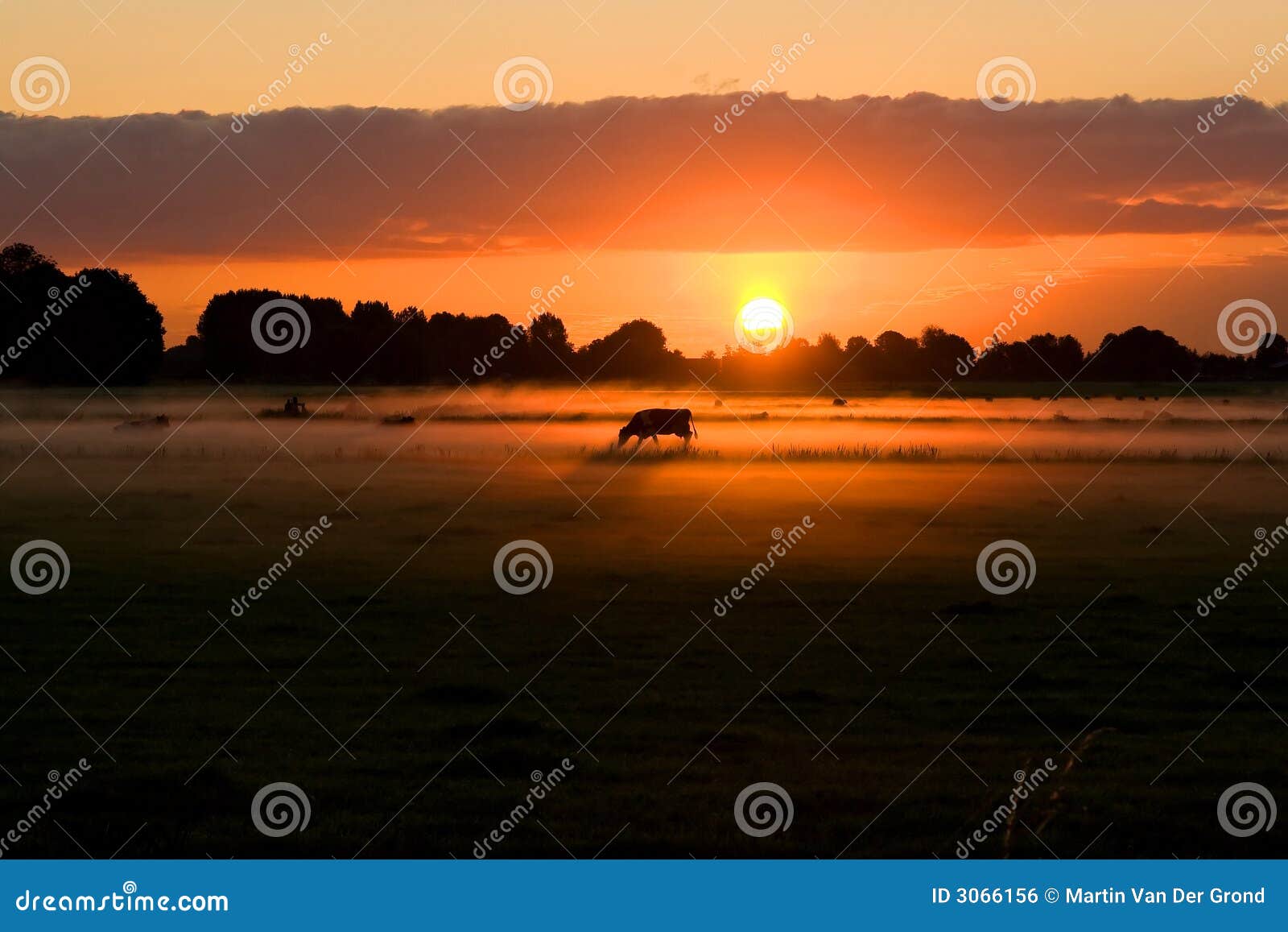 Cow in sunset stock photo. Image of clouds, silhouette - 3066156