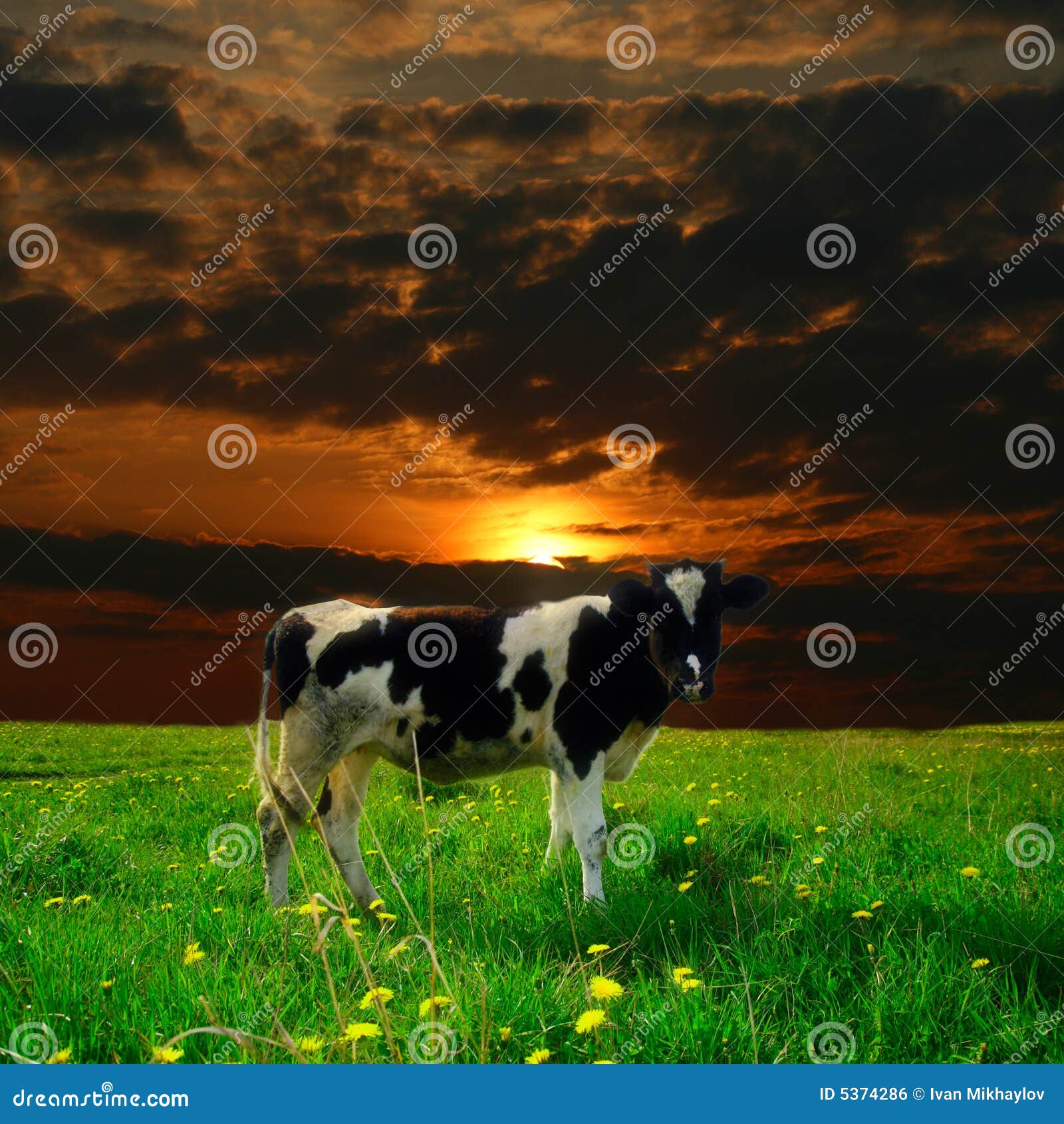 Cows Clouds Sunset
