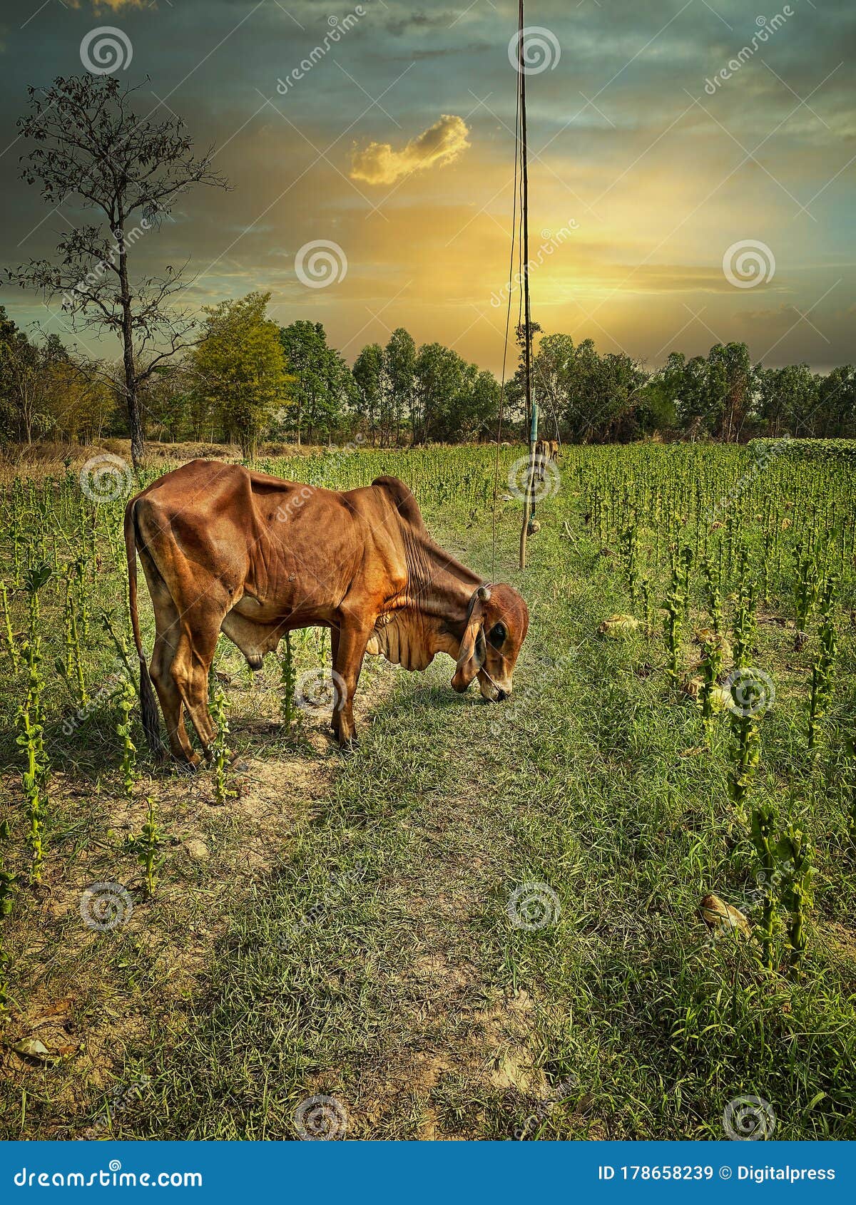 Cow with Sunset stock image. Image of scenery, cattle - 178658239