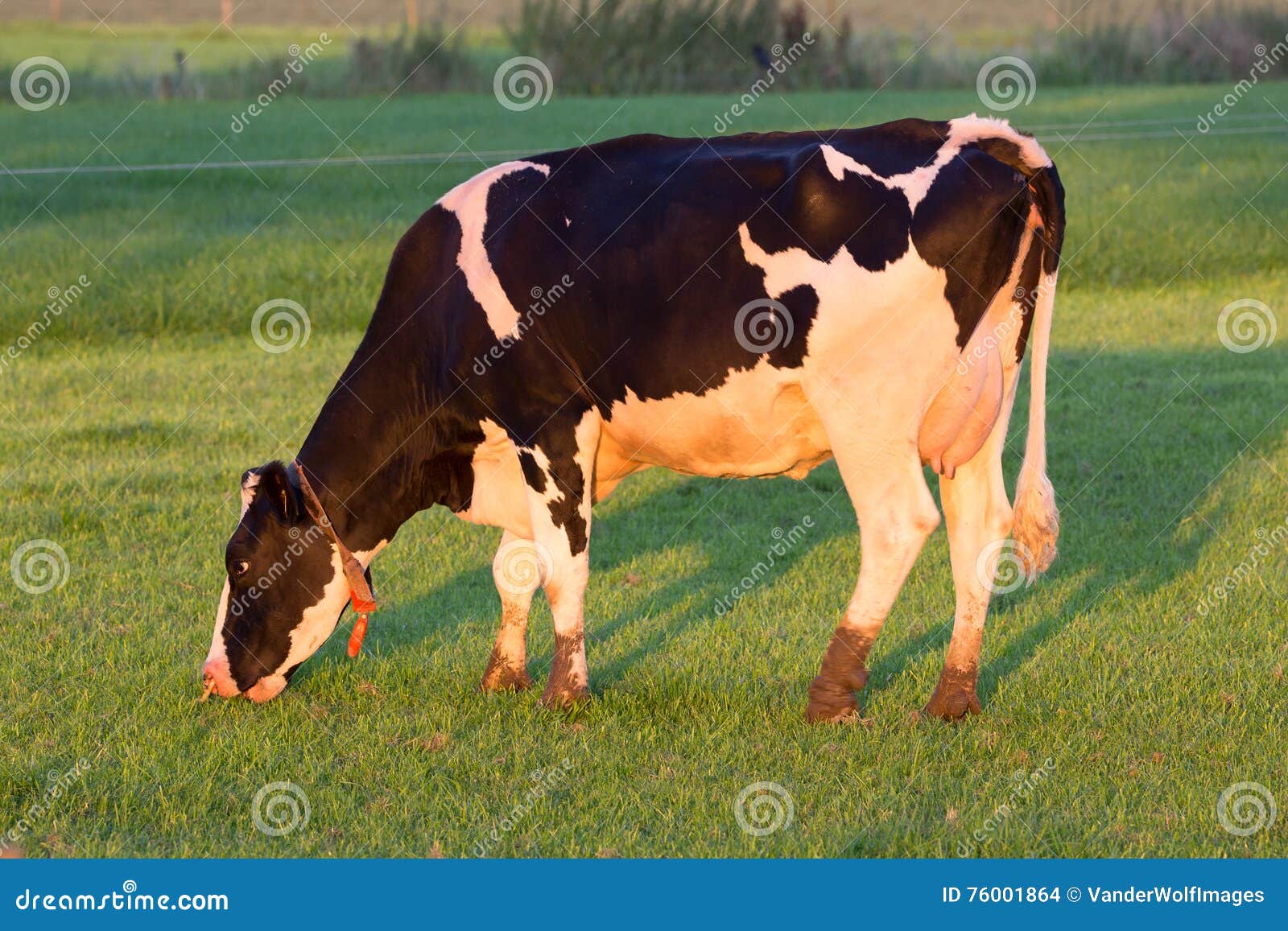 Cow Sunset Stock Photography | CartoonDealer.com #76001864