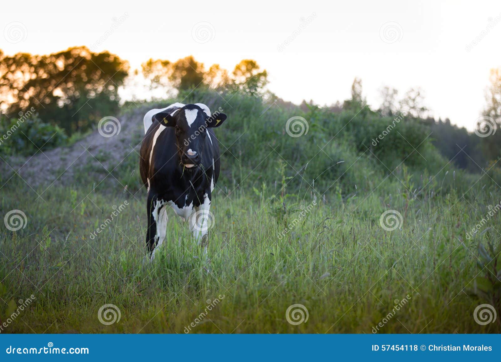 Cow at sunset stock photo. Image of scandinavia, backlight - 57454118
