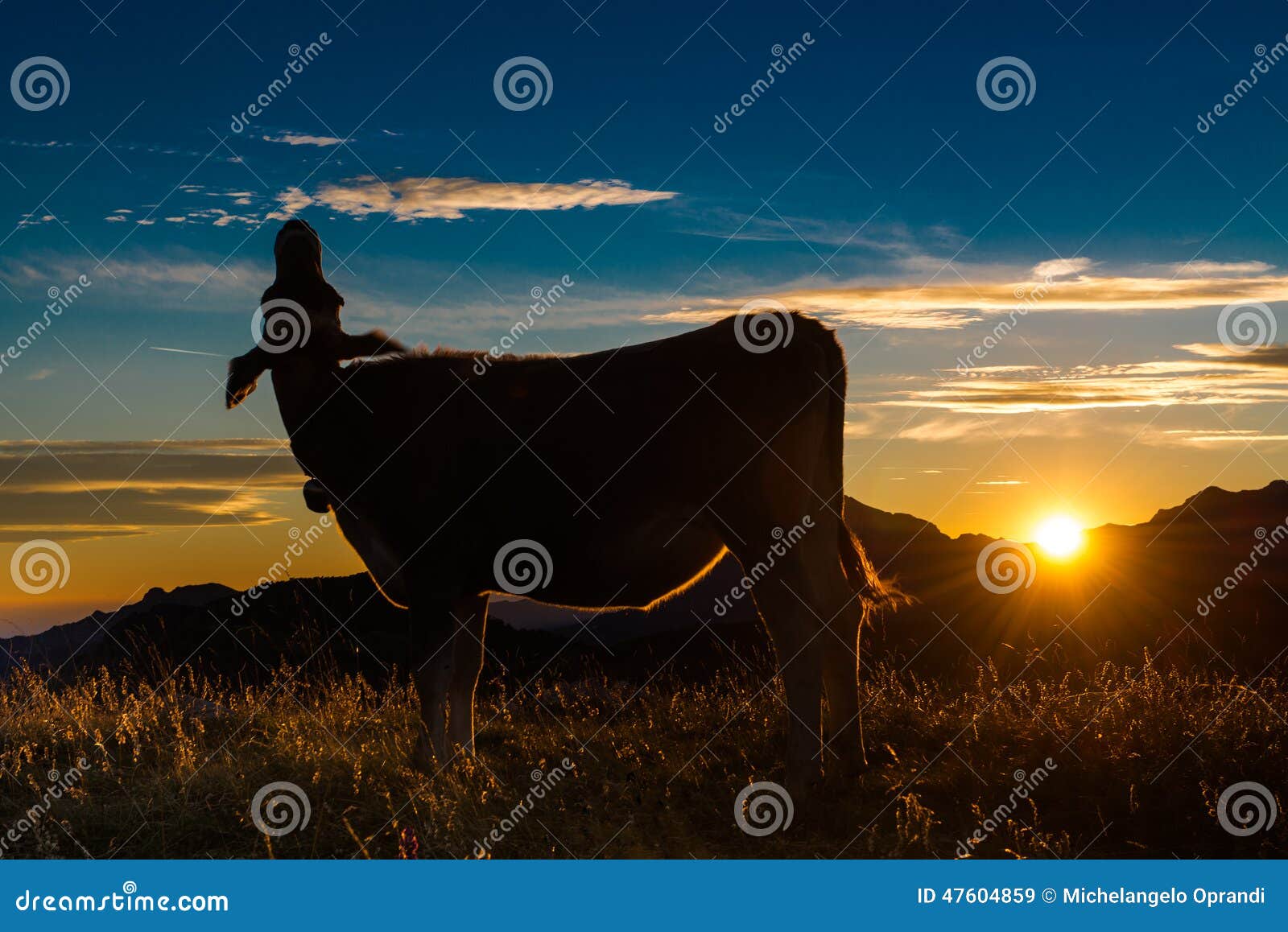 Cow at sunset look up stock image. Image of country, grass - 47604859