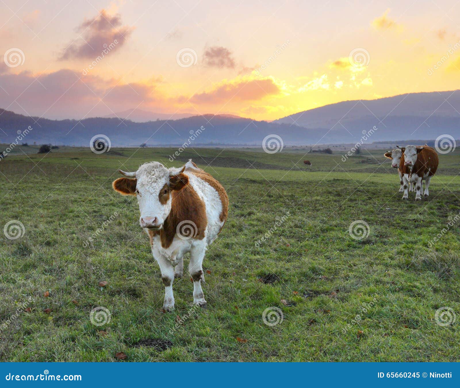 Cow sunset stock image. Image of domestic, calm, beef - 65660245