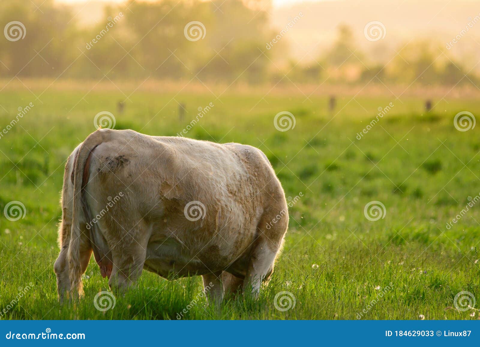Cow on the Sunset Rear View Stock Image - Image of cows, freedom: 184629033