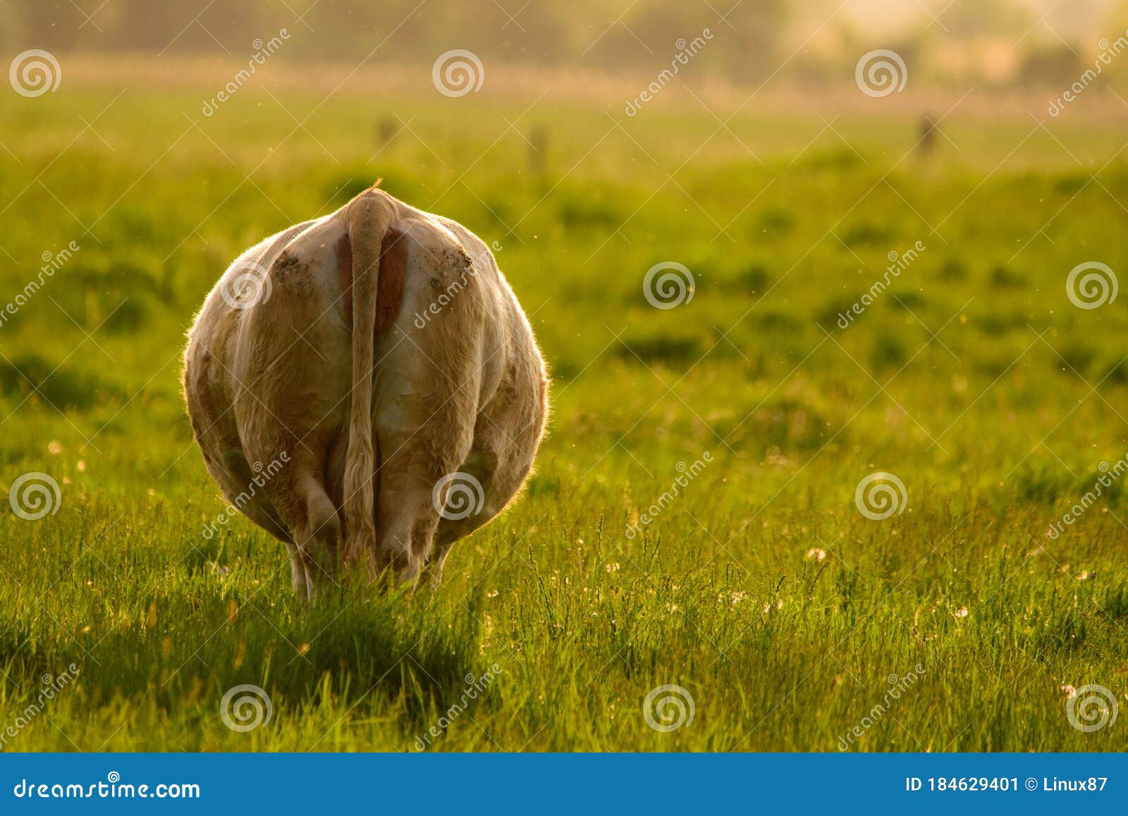 Cow on the Sunset Rear View Stock Image - Image of graze, cattle: 184629401