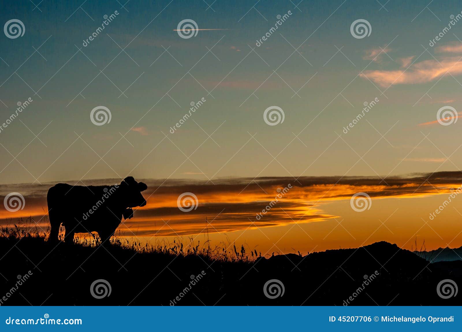 Cow in the sunset stock photo. Image of bovine, field - 45207706