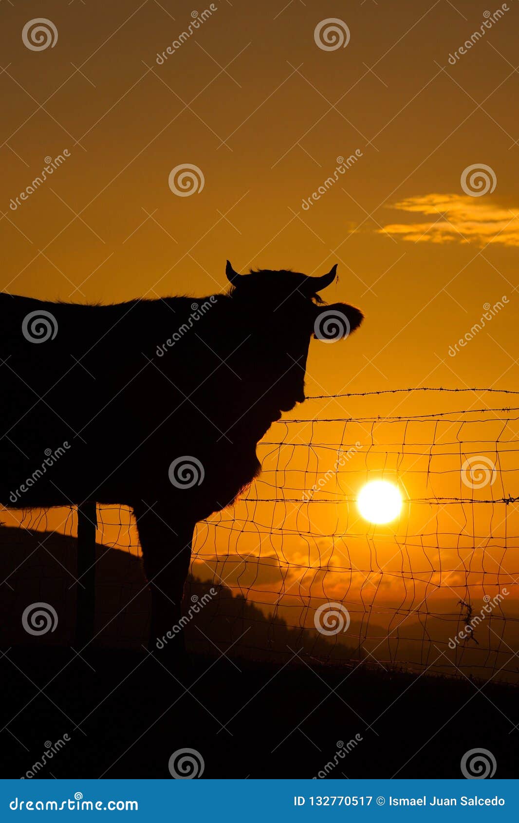 The Cow and Sunset in the Sky Stock Image - Image of silhouette ...