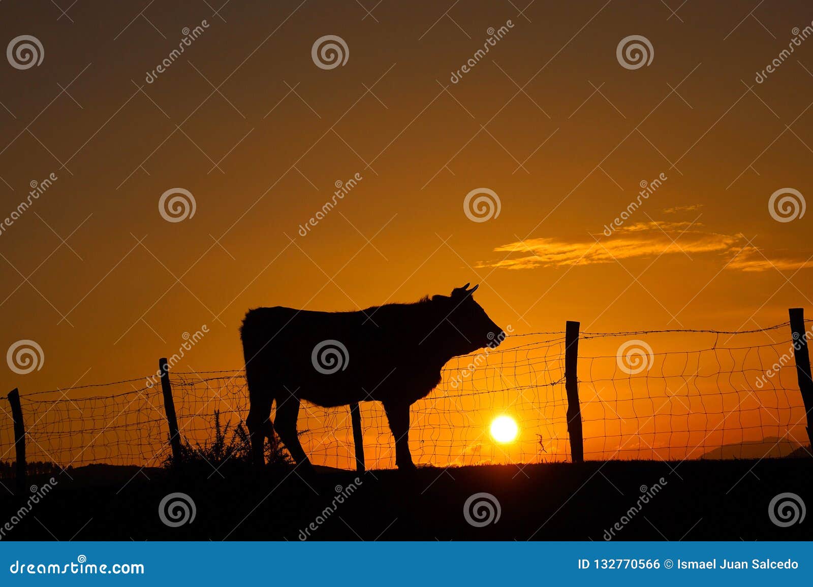 The Cow and Sunset in the Sky Stock Photo - Image of editorial ...