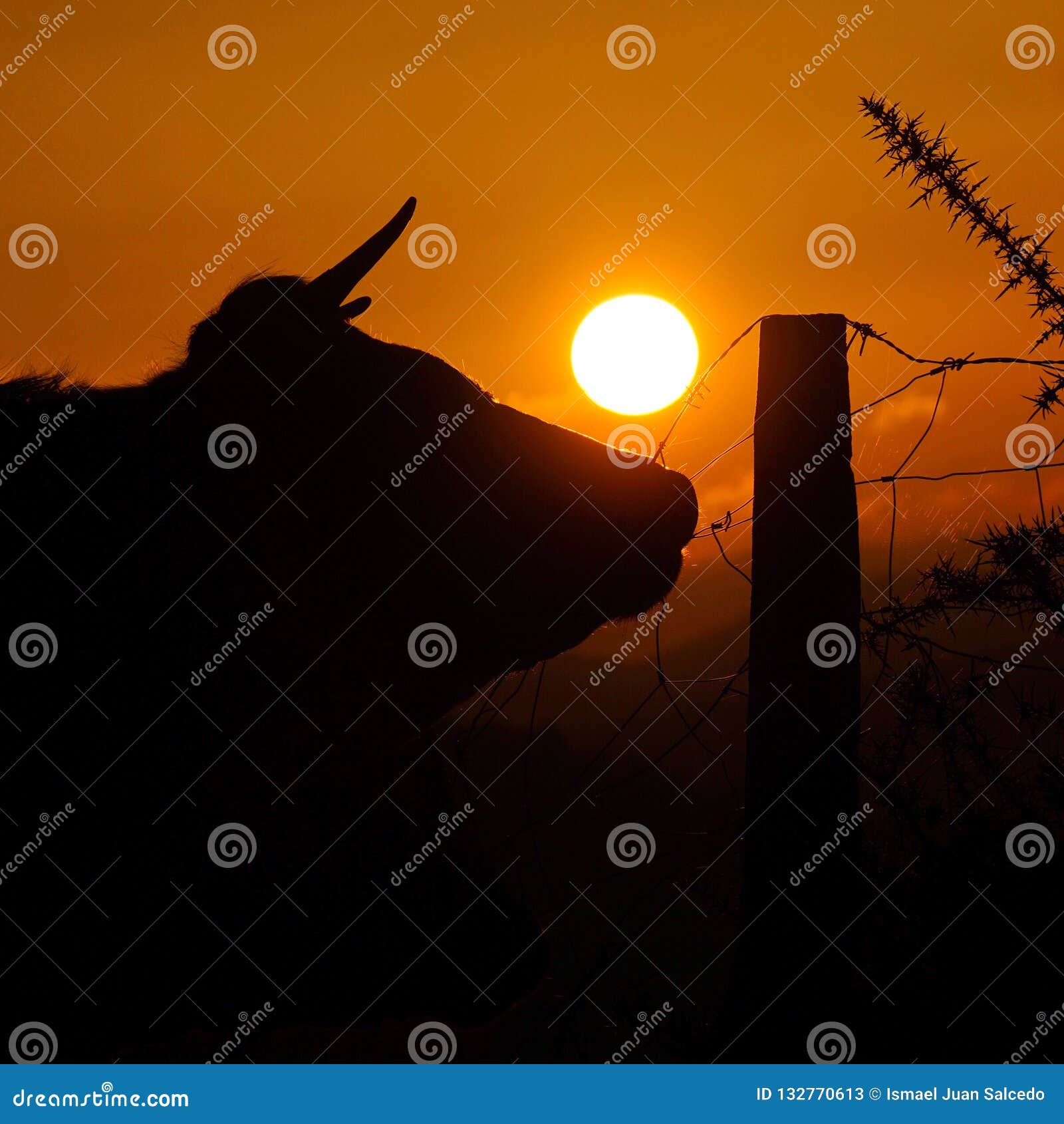 The Cow and Sunset in the Sky Stock Image - Image of beautiful ...