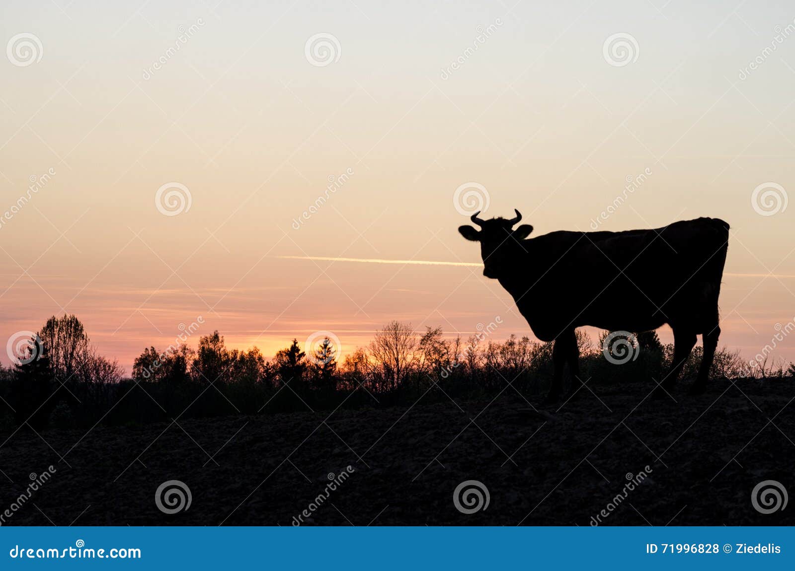 Cow in a sunset. stock photo. Image of evening, mammal - 71996828
