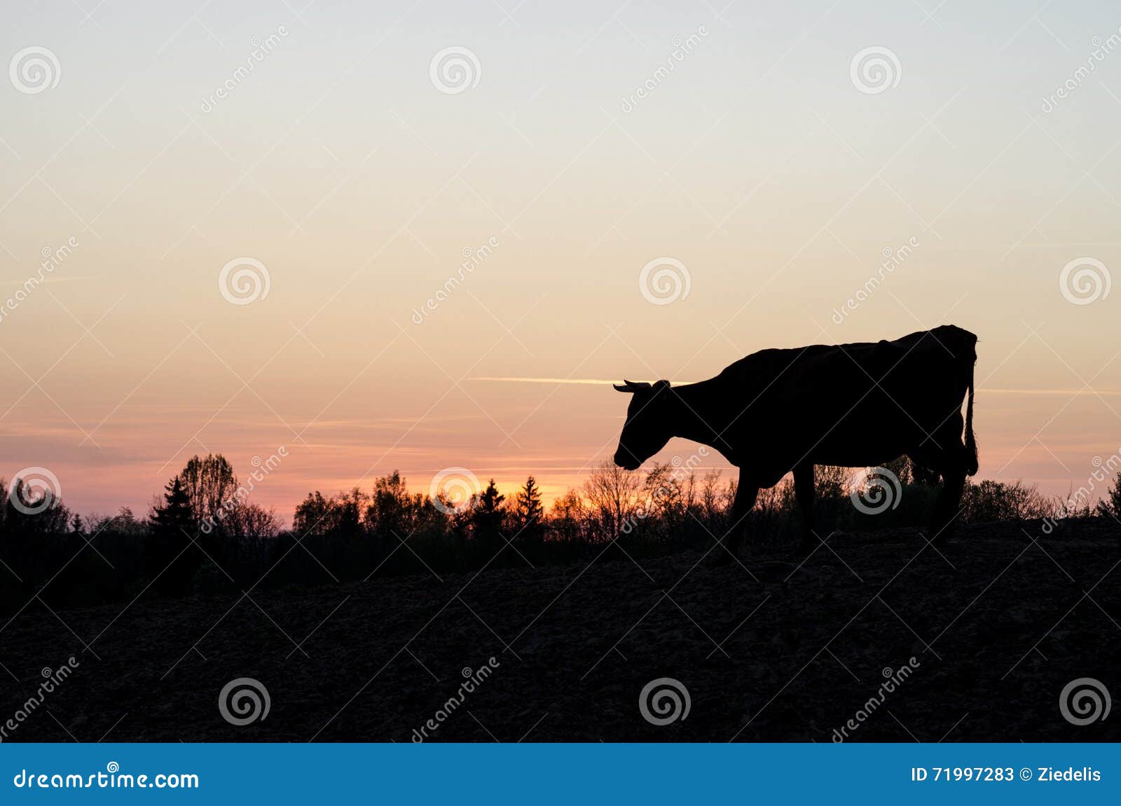 Cow in a sunset. stock image. Image of mammal, silhouette - 71997283