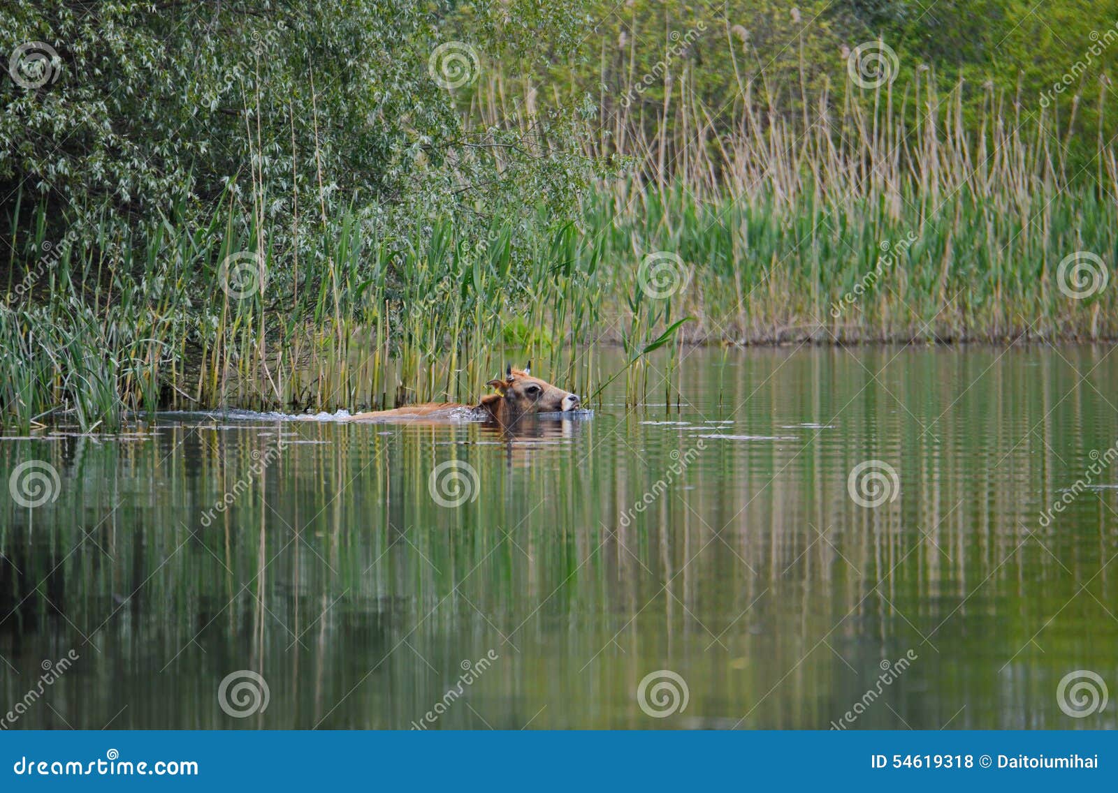 Cow swimming stock photo. Image of delta, blue, graze - 54619318