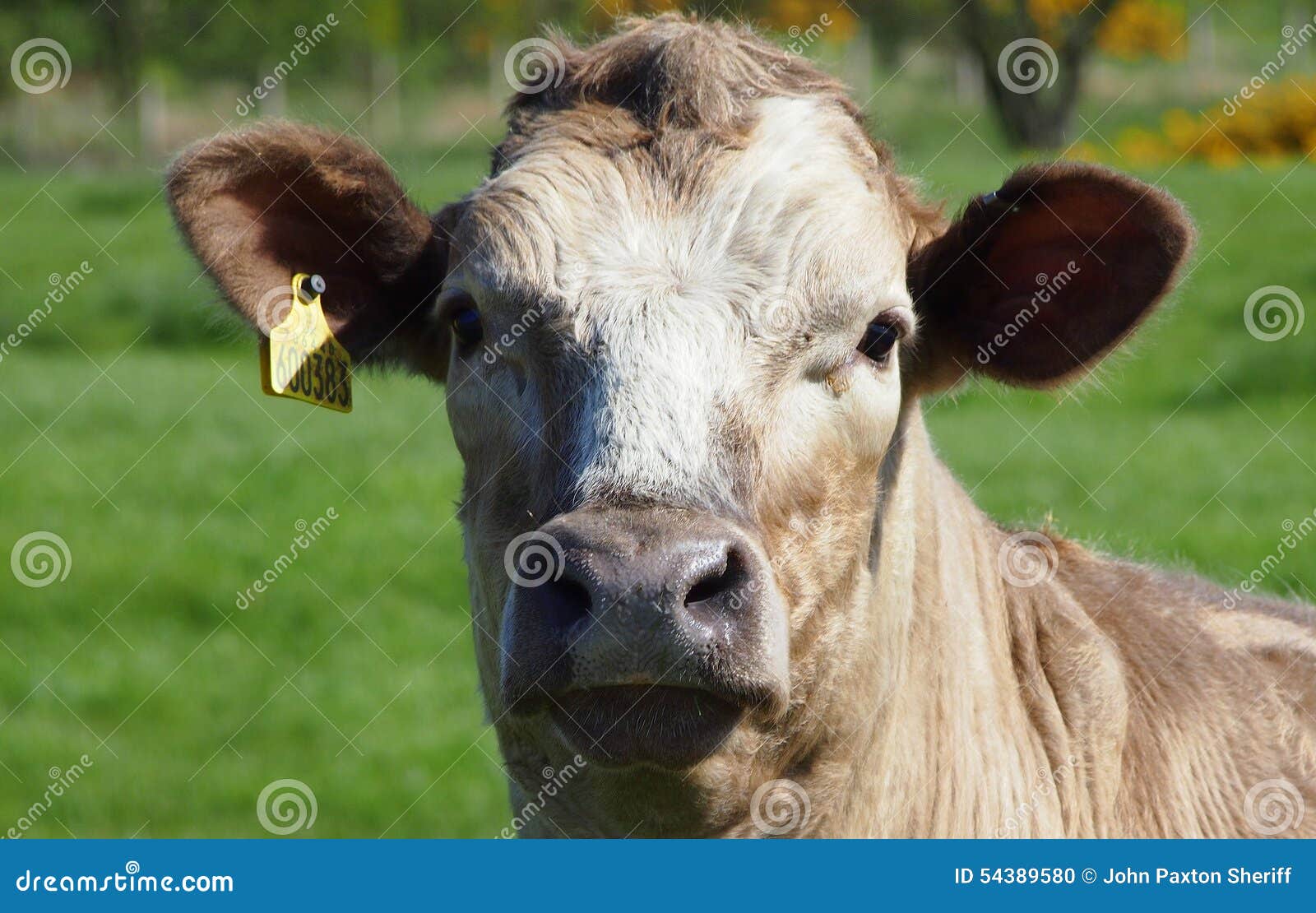 Cow with tag stock photo. Image of numbered, placid, tagged - 54389580