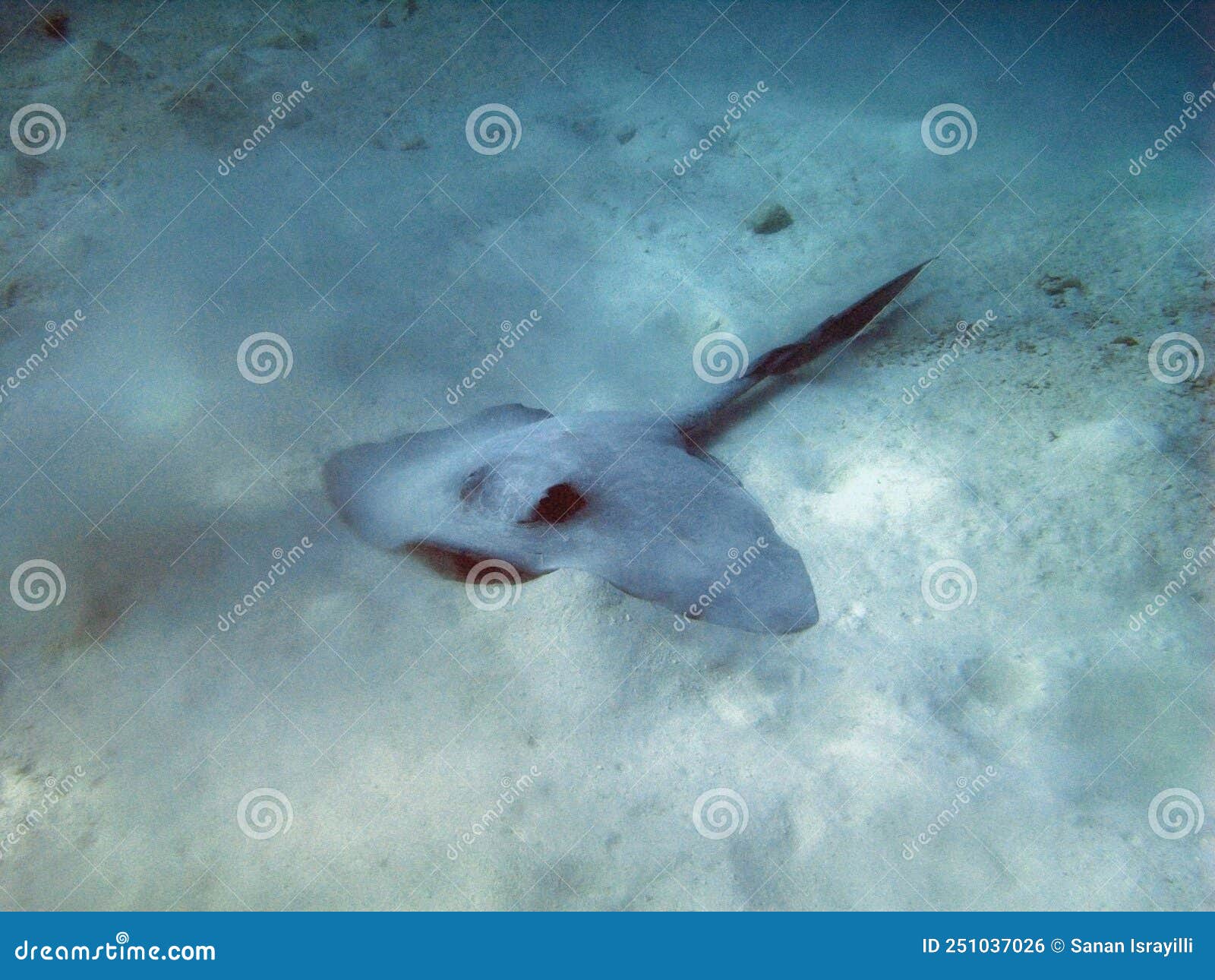 A Cow Tail Ray Attempting To Hide on a Sandy Ocean Bottom Stock Photo ...