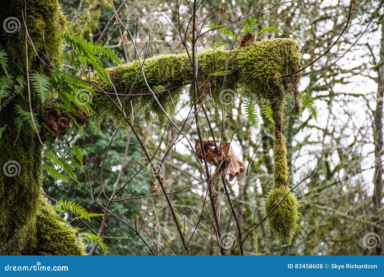 Cow Tail Tree Branch stock photo. Image of texture, foliage - 83458608