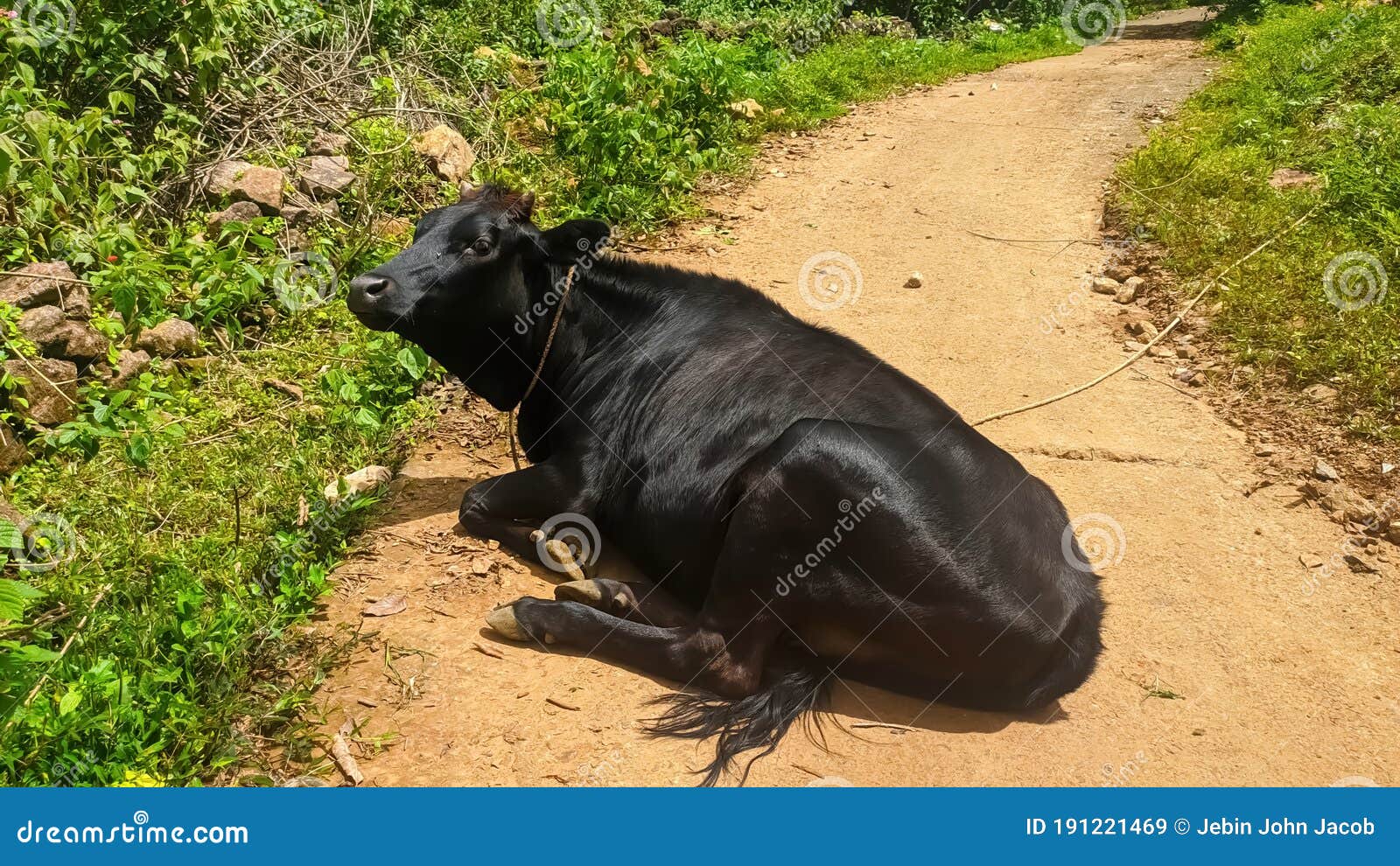 Cow take rest stock image. Image of horn, pasture, rest - 191221469