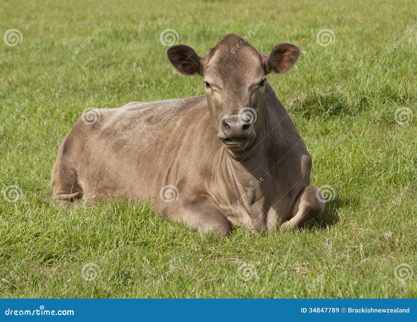 Cow stock image. Image of environment, milk, background - 34847789