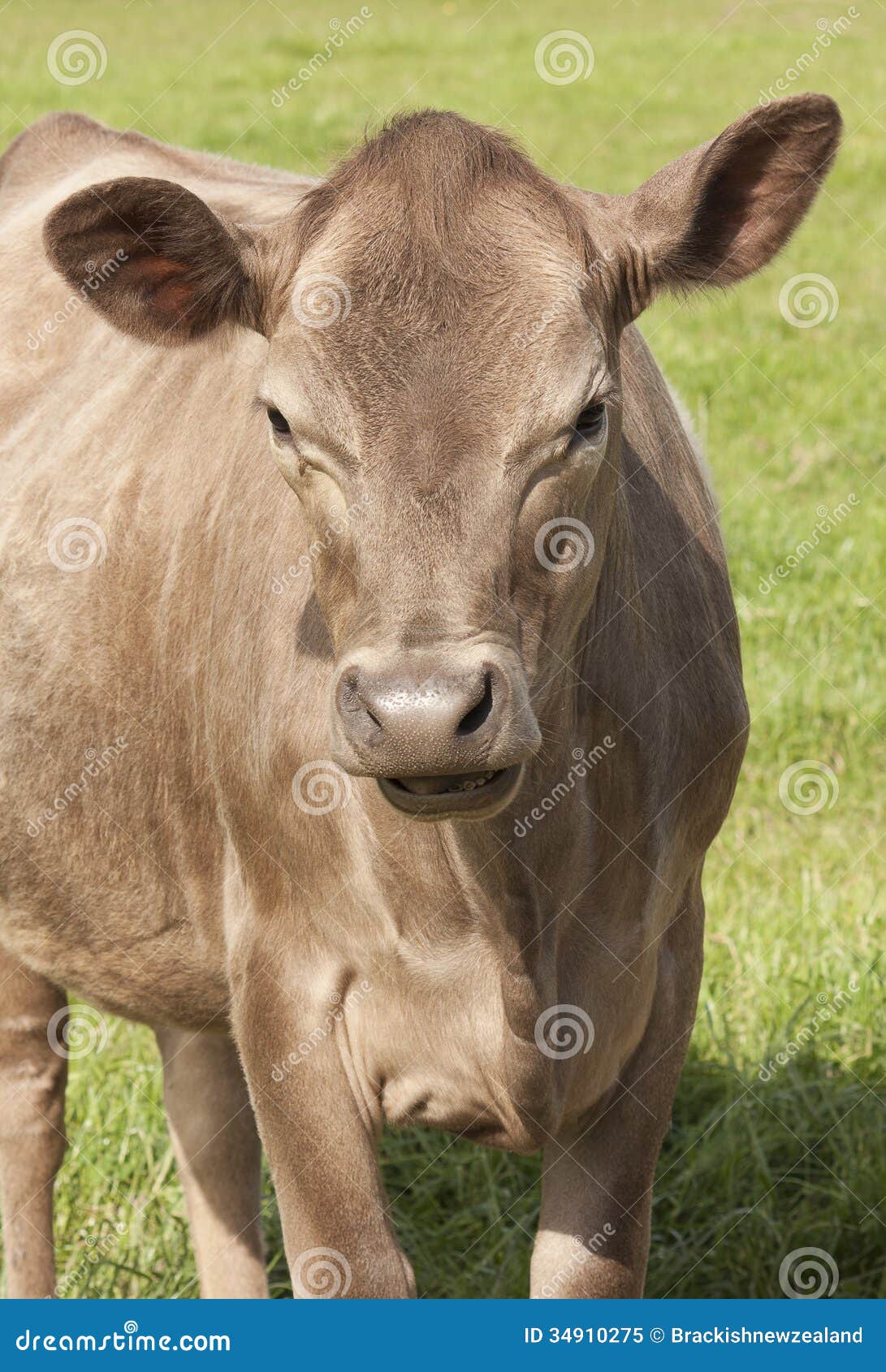 Cow stock image. Image of farm, beef, rural, economy - 34910275