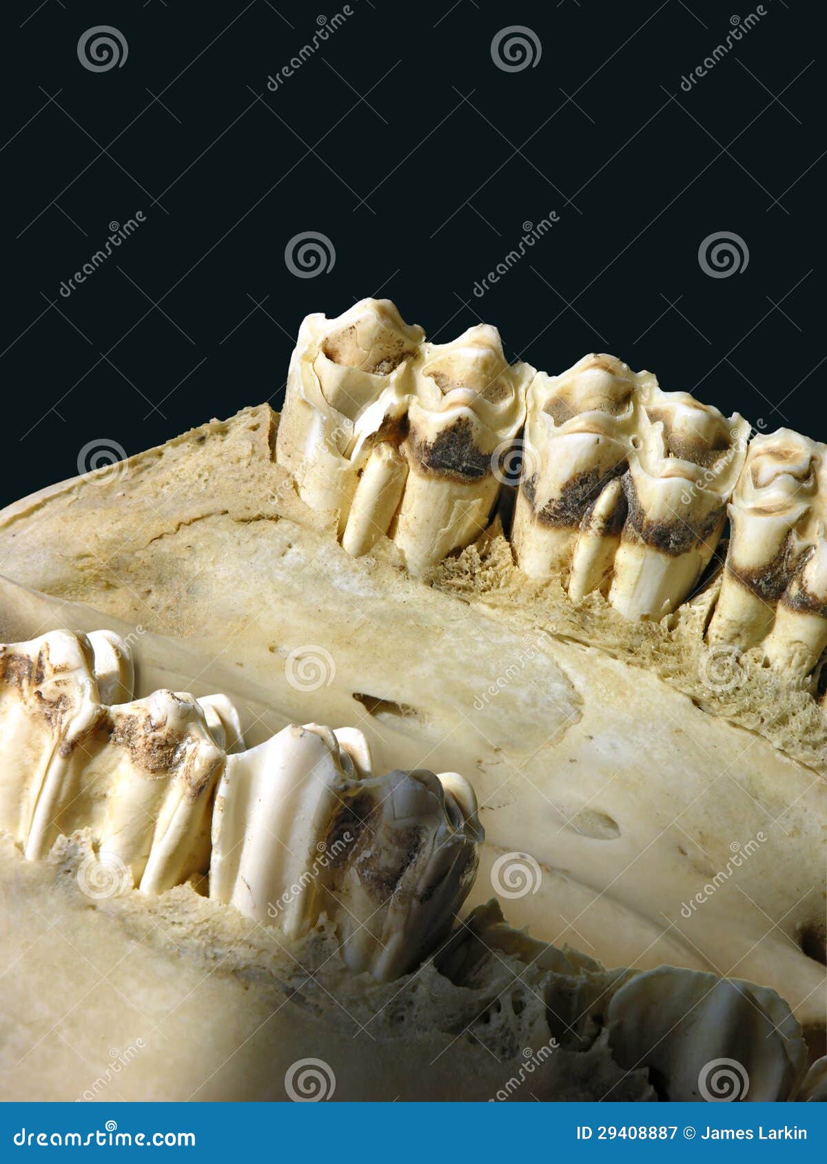 Cow Teeth stock image. Image of teeth, dental, health - 29408887