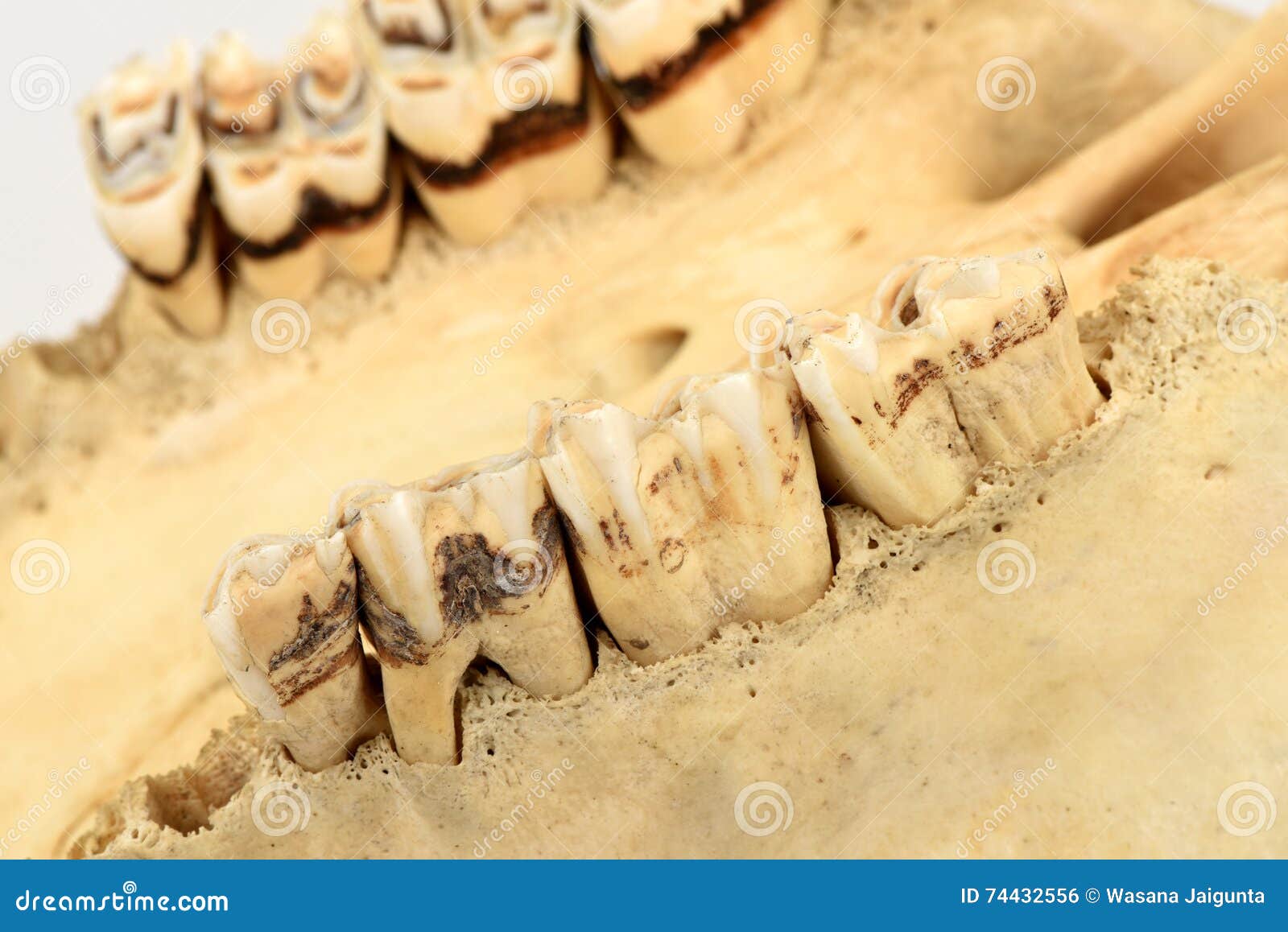 Cow teeth. stock photo. Image of background, yellow, loose - 74432556