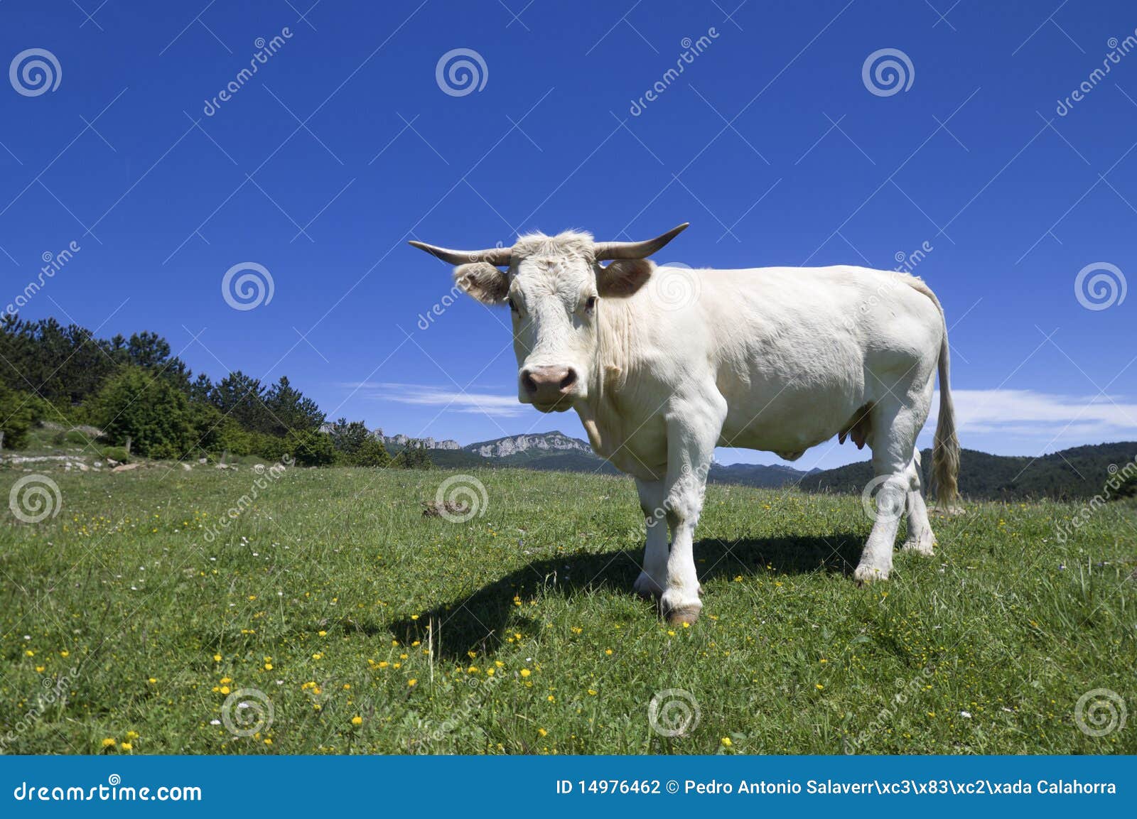 Cow threatening stock photo. Image of outback, country - 14976462