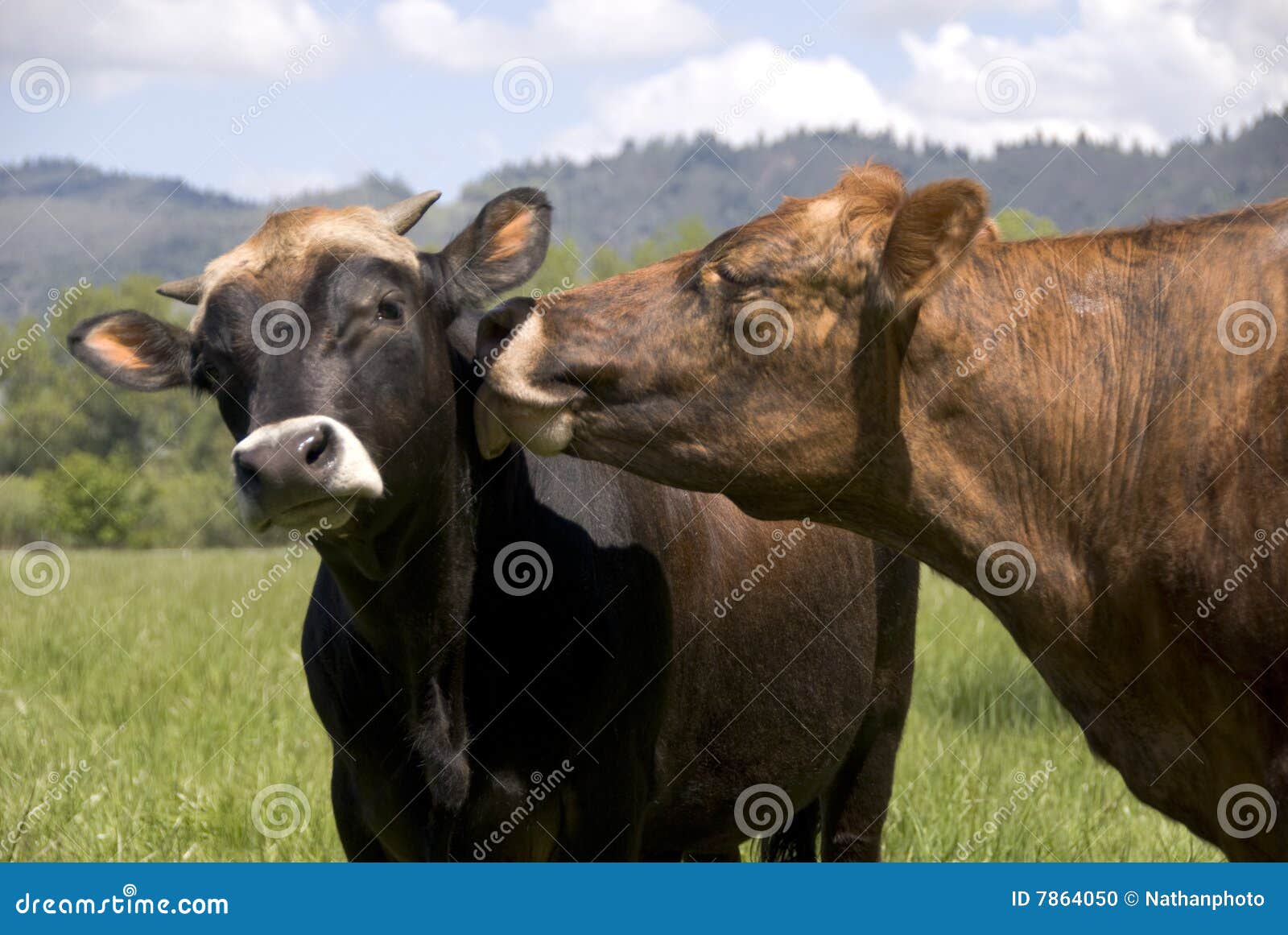 Cow to other: stock photo. Image of grazing, range, angus - 7864050