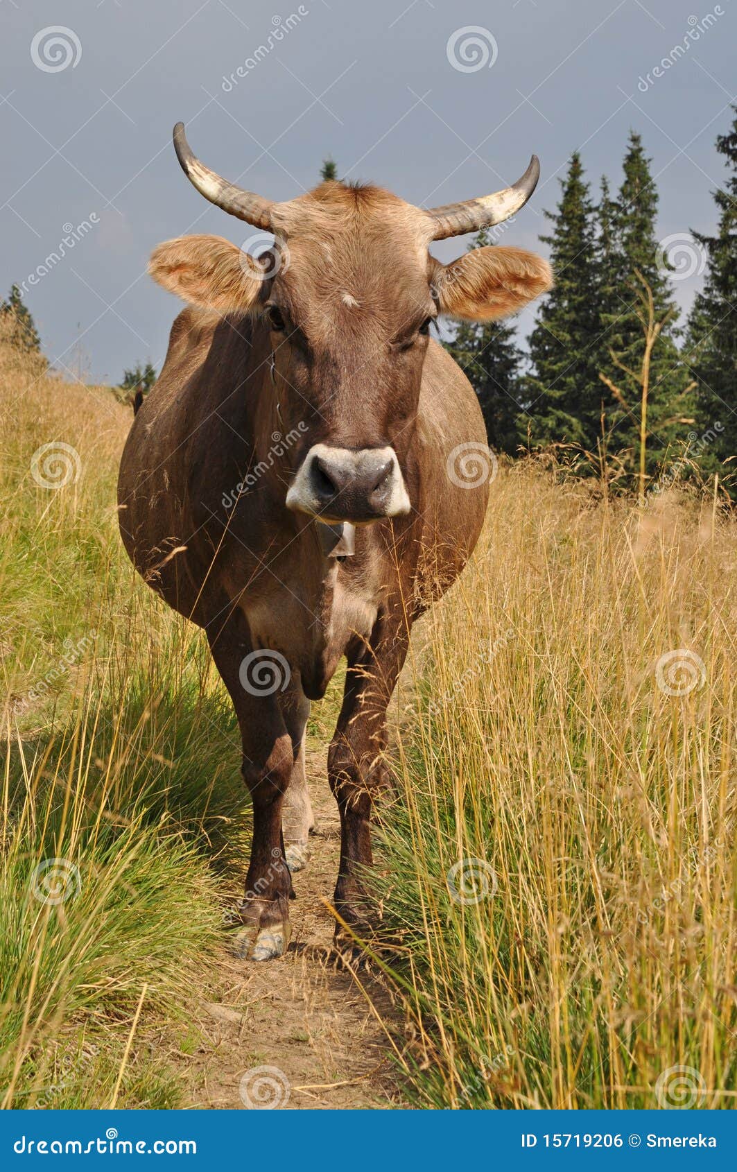 Cow on a track. stock photo. Image of summer, farm, hillside - 15719206