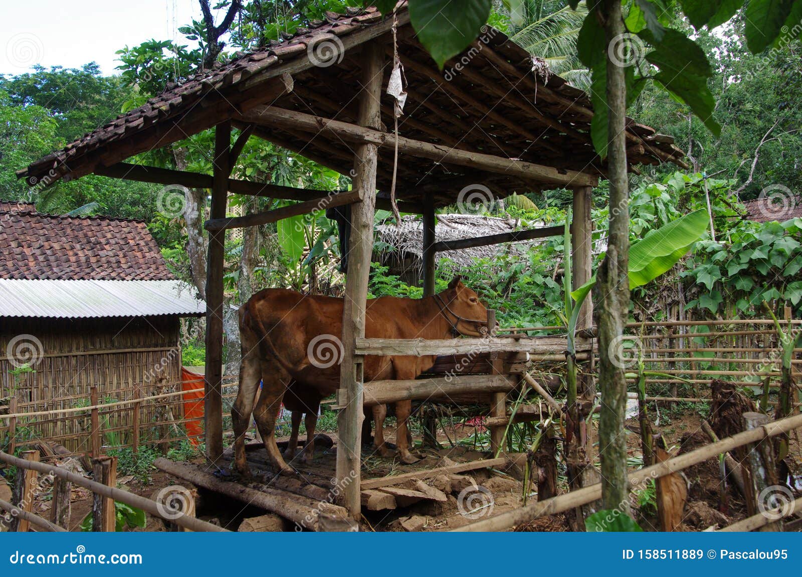Village on the Java Island in Indonesia Stock Image - Image of scenery ...