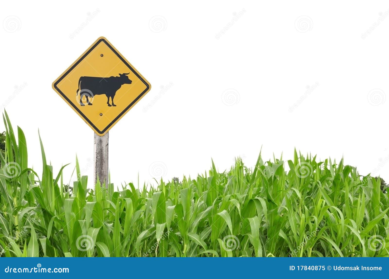 Cow traffic symbol stock image. Image of sign, cattle - 17840875