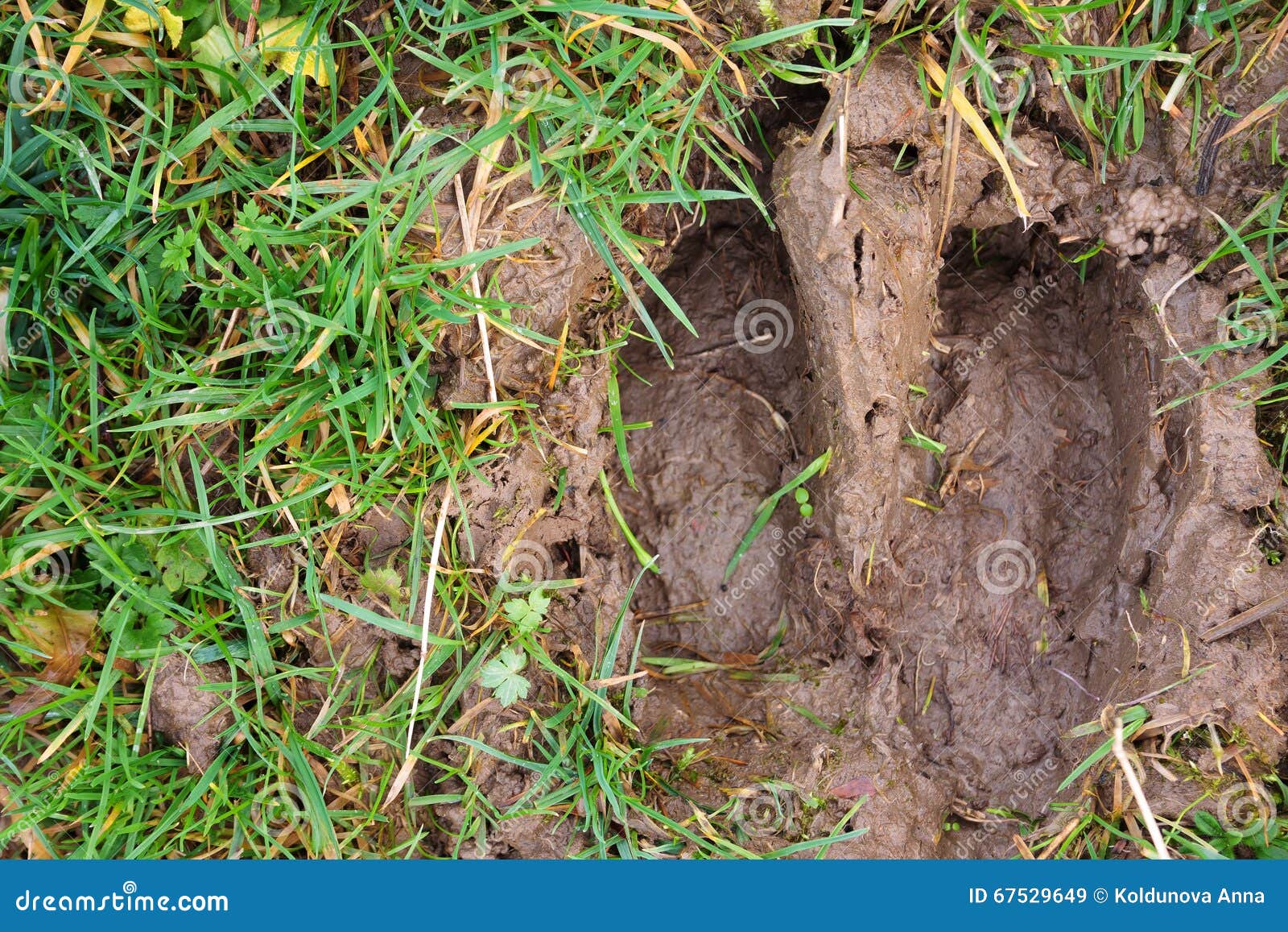 Cow Trail on Agriculture Field Stock Image - Image of trail, hoof: 67529649