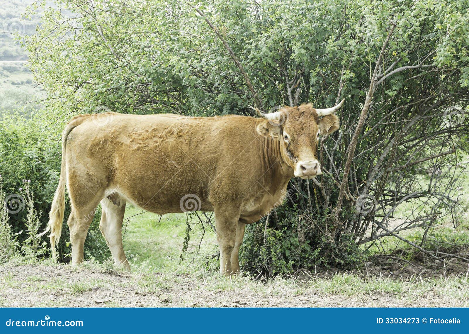 Cow in tree stock image. Image of bovine, dairy, countryside - 33034273