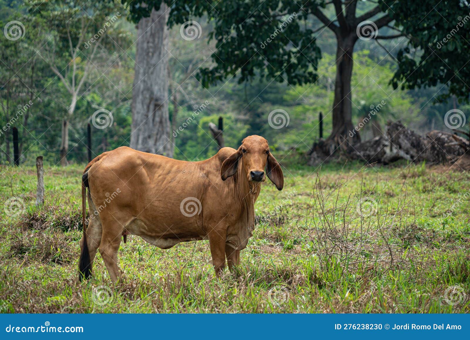 Cow with a Trees in the Colombian Amazon Stock Photo - Image of rural ...