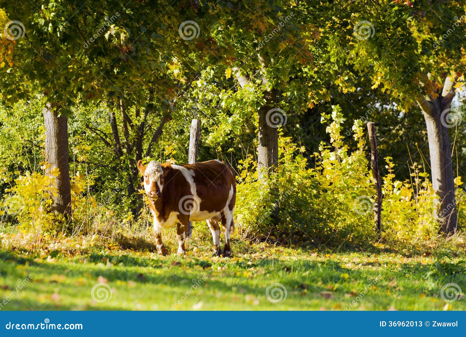Cow with trees stock image. Image of green, field, ranch - 36962013