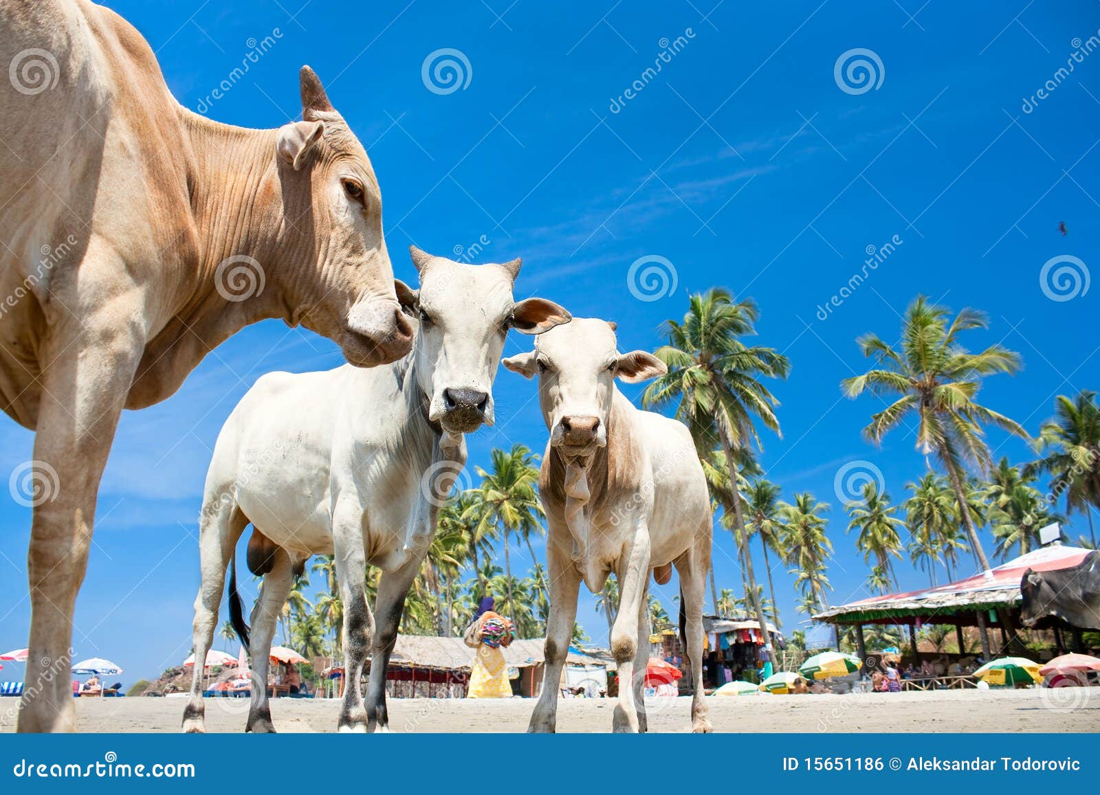 Cow on Tropical Beach ,Goa, India Stock Photo - Image of azure, holiday ...