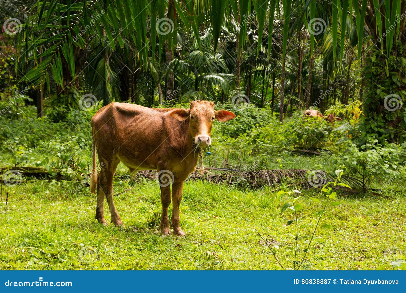 Cow in Tropical Forest in Phuket Stock Image - Image of agriculture ...