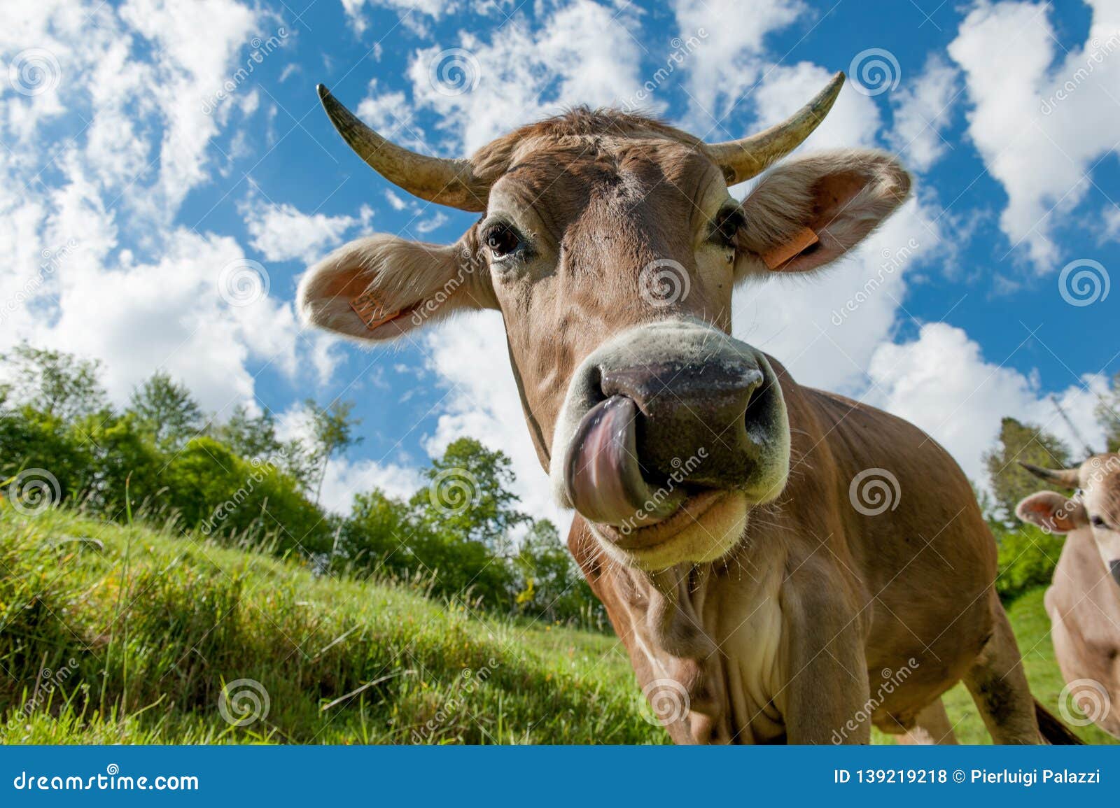 Cow grazing stock photo. Image of milk, mammal, nature - 139219218