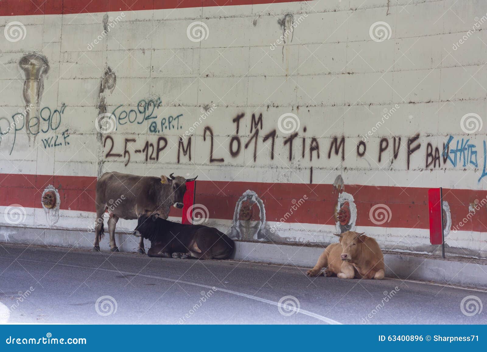 Cow in tunnel stock photo. Image of street, lost, shade - 63400896