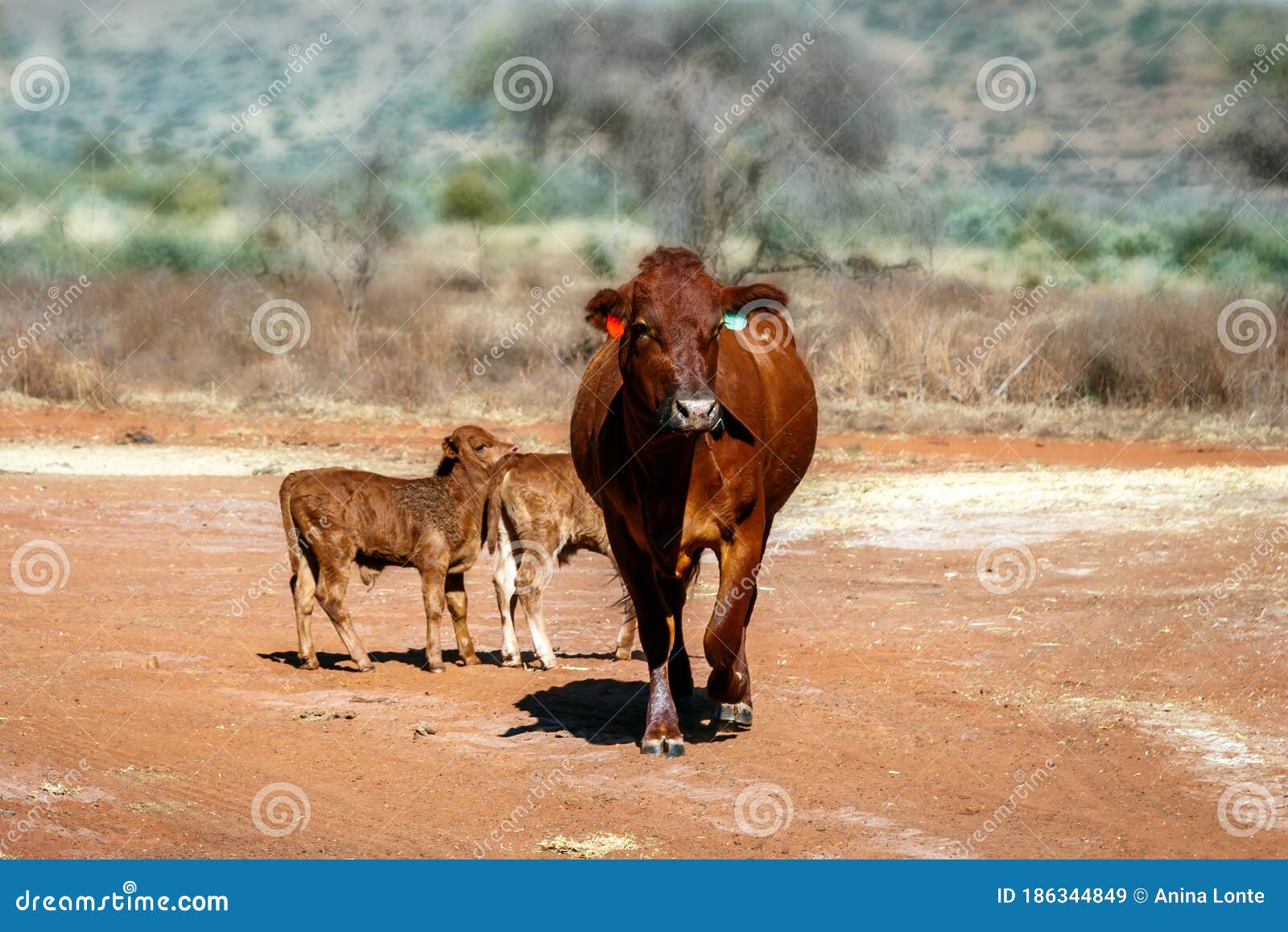 Cow with twin young calves stock image. Image of calves - 186344849