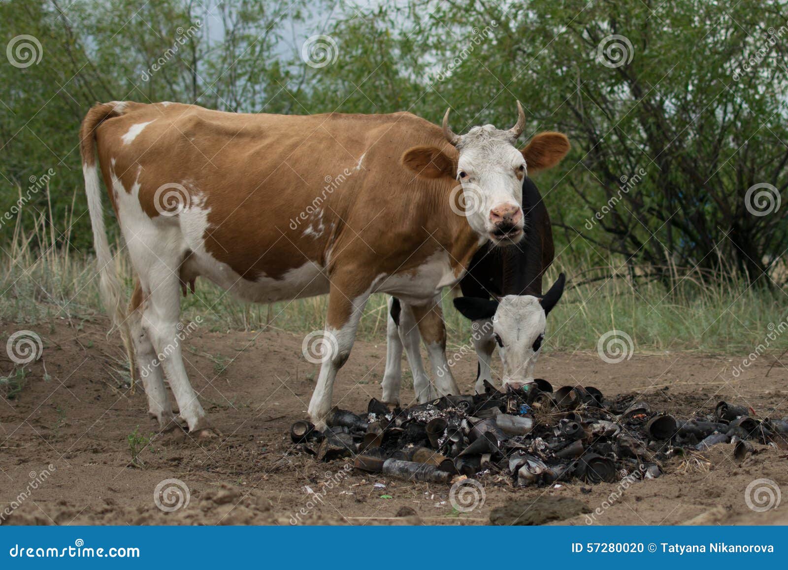 Cow stock photo. Image of nature, waste, spot, garbage - 57280020