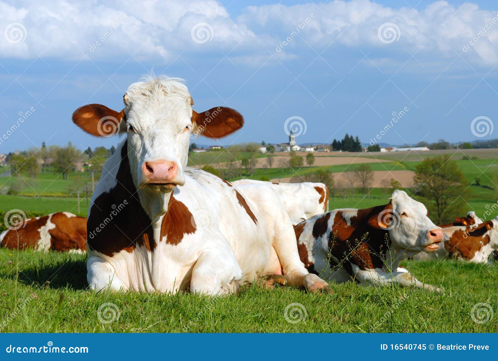 Cow in the Typical Landscape Stock Image - Image of country, milkmaid ...