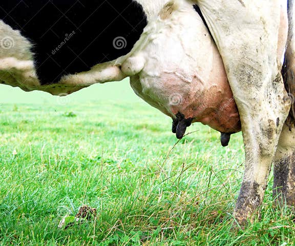 Cow with udder stock photo. Image of farm, nature, beef - 11440250