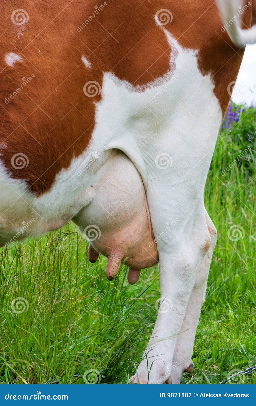 Cow udder stock photo. Image of green, mammal, pasture - 9871802