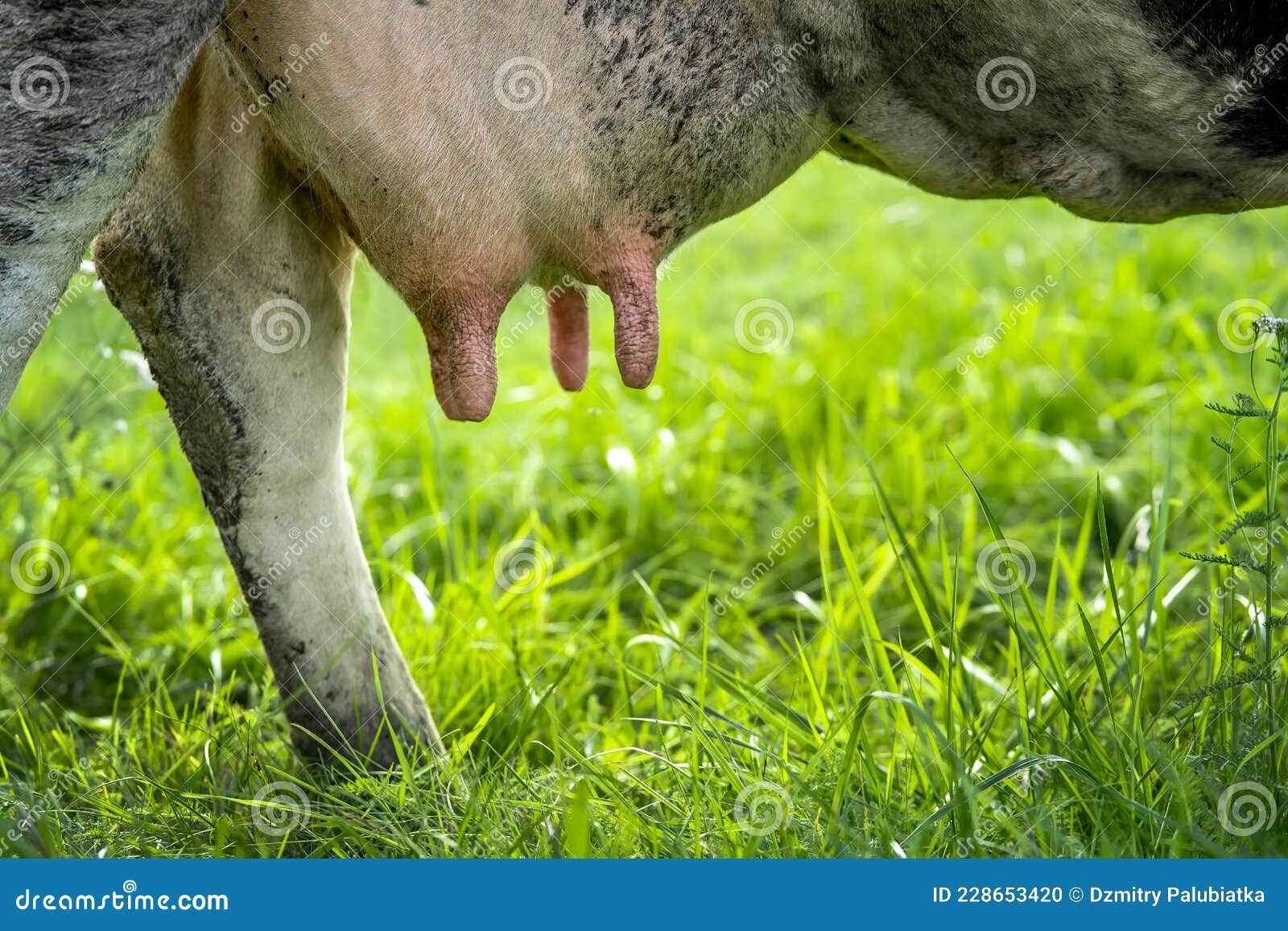 Udder Cow , Background Holstein Friesian Black And White. Side View Of ...