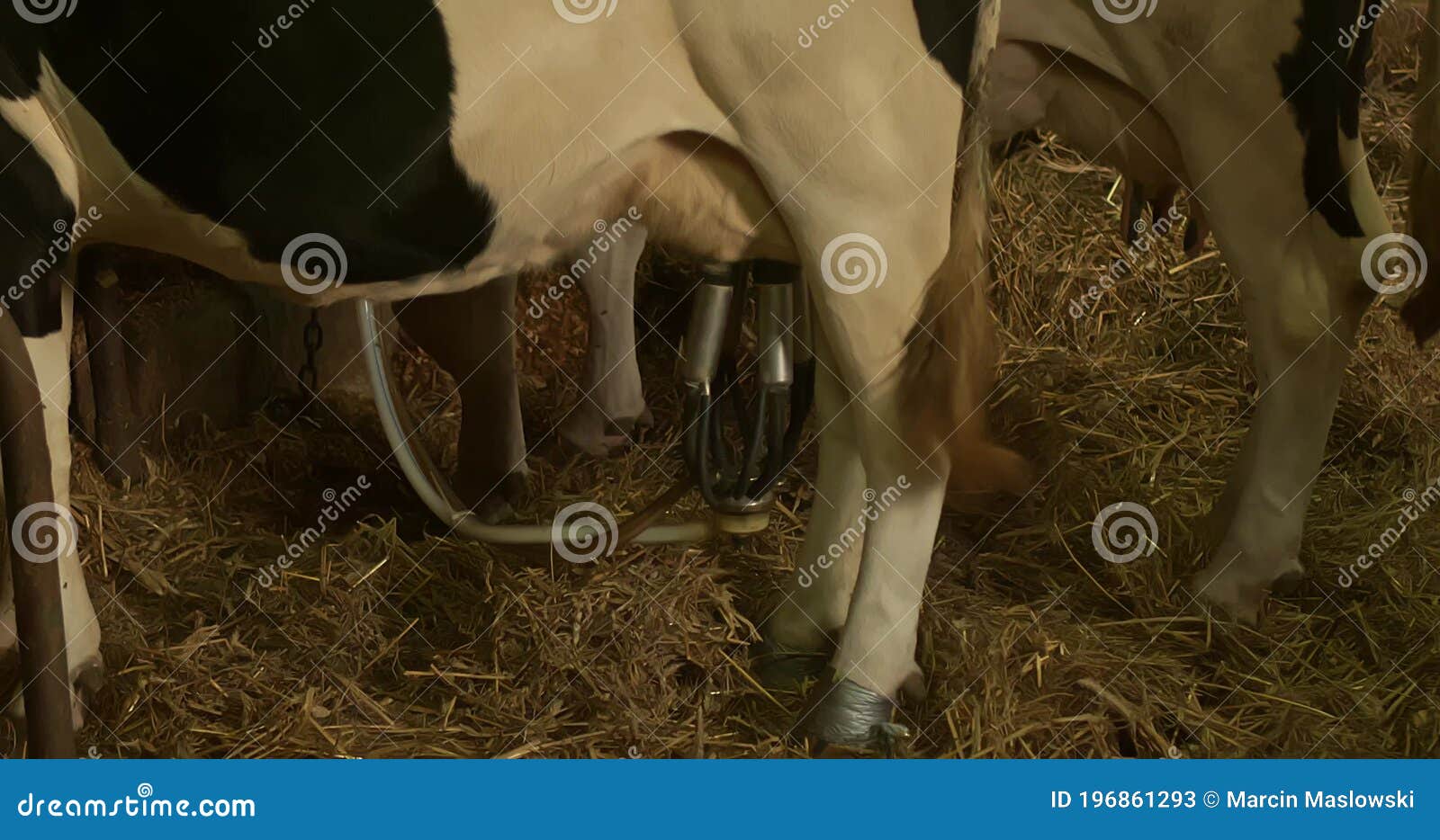 Cow Udder Connected To an Electric Milking Machine, a Cow in a Barn ...