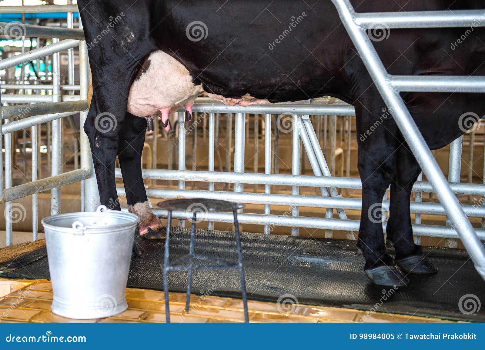 Cow udder. stock image. Image of husbandry, feeding, beef - 98984005