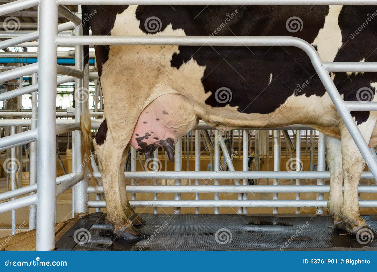 Cow udder in milking hall. stock image. Image of connect - 63761901